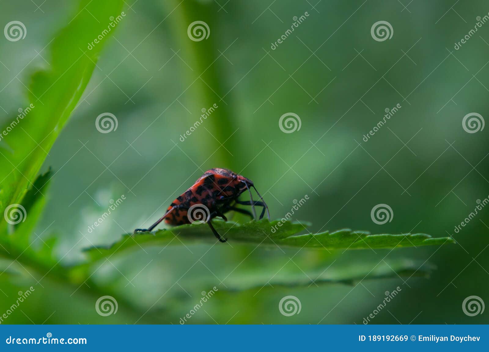 Bug up close stock image. Image of wild, green, plant - 189192669