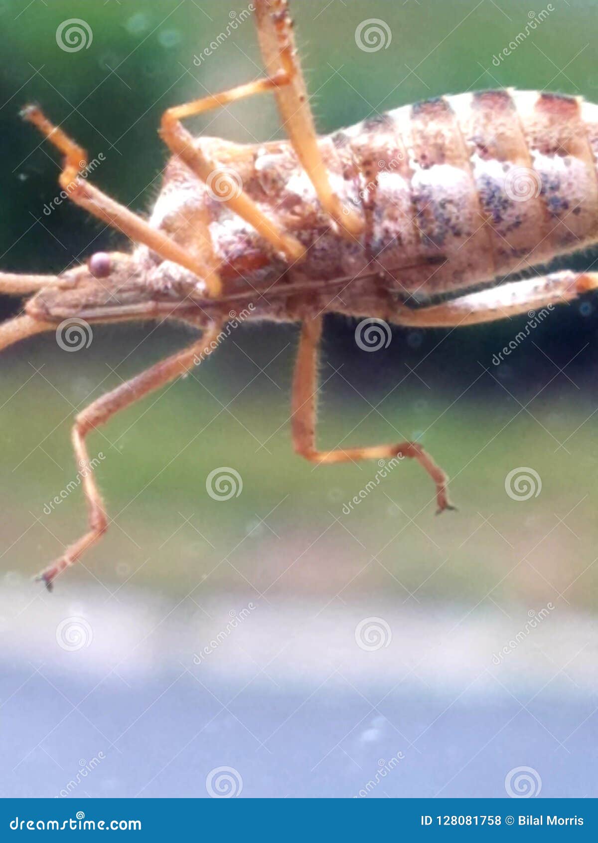 Bug stock photo. Image of side, daytime, view, close - 128081758