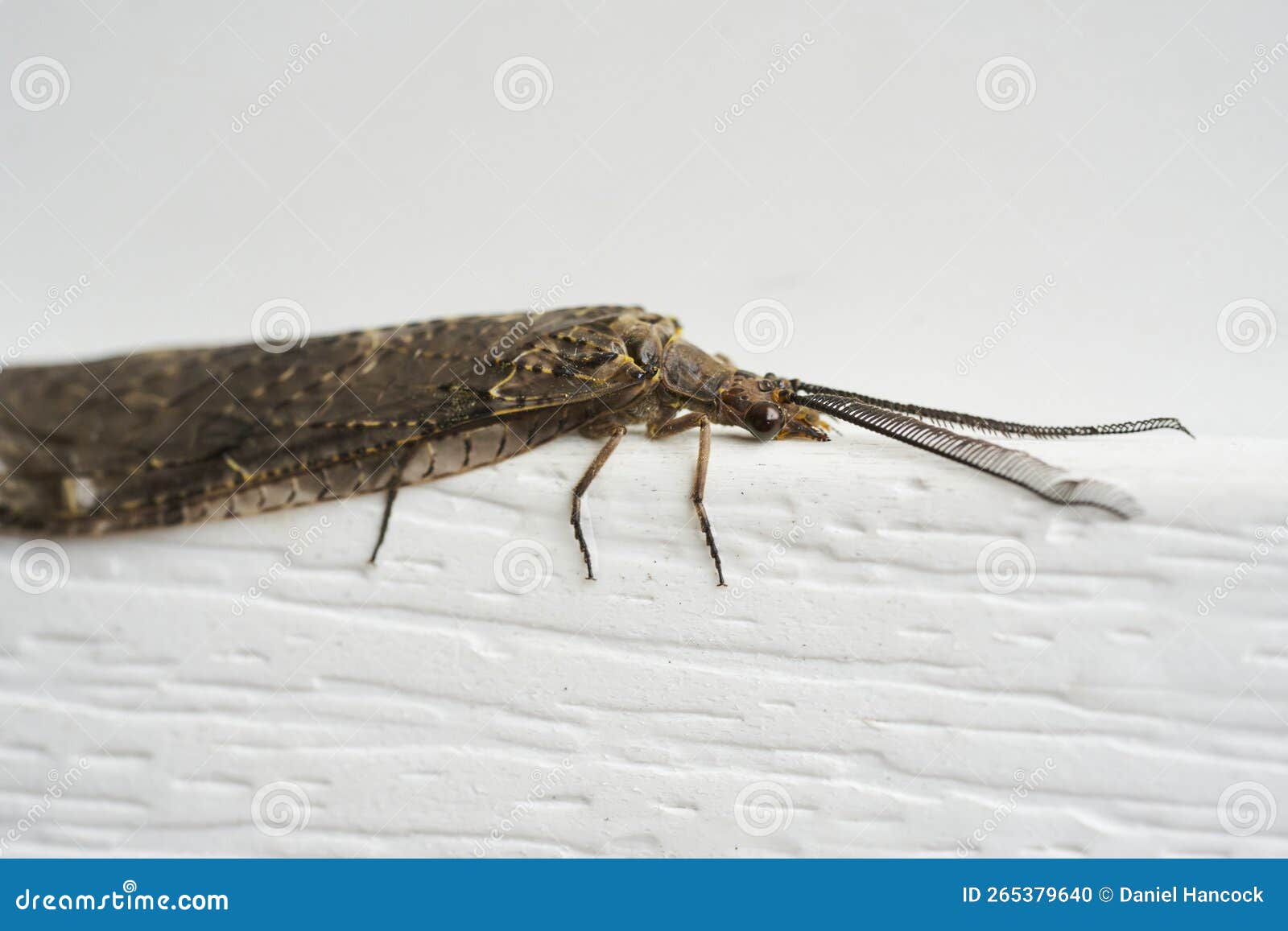 Bug Up Close on White Texture Stock Photo - Image of brown, insect ...