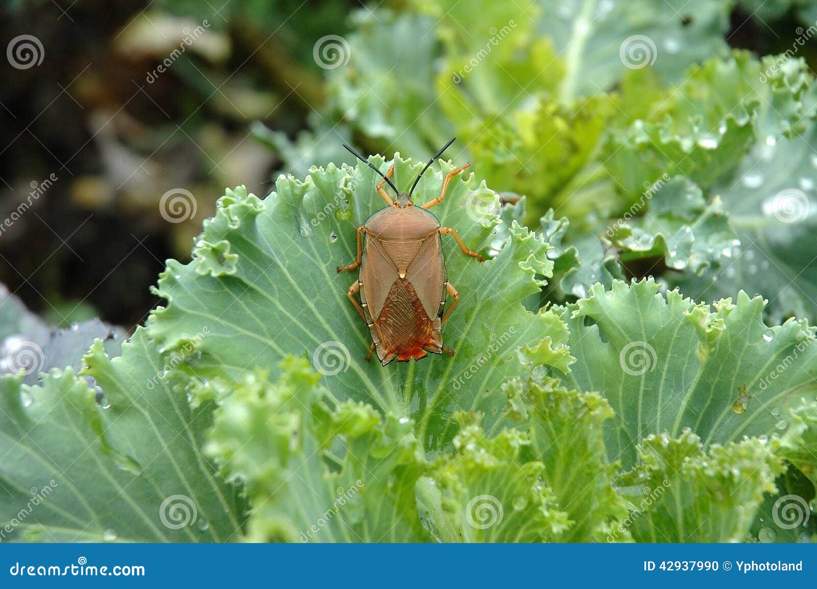 Bug and vegetable stock photo. Image of insect, fresh - 42937990