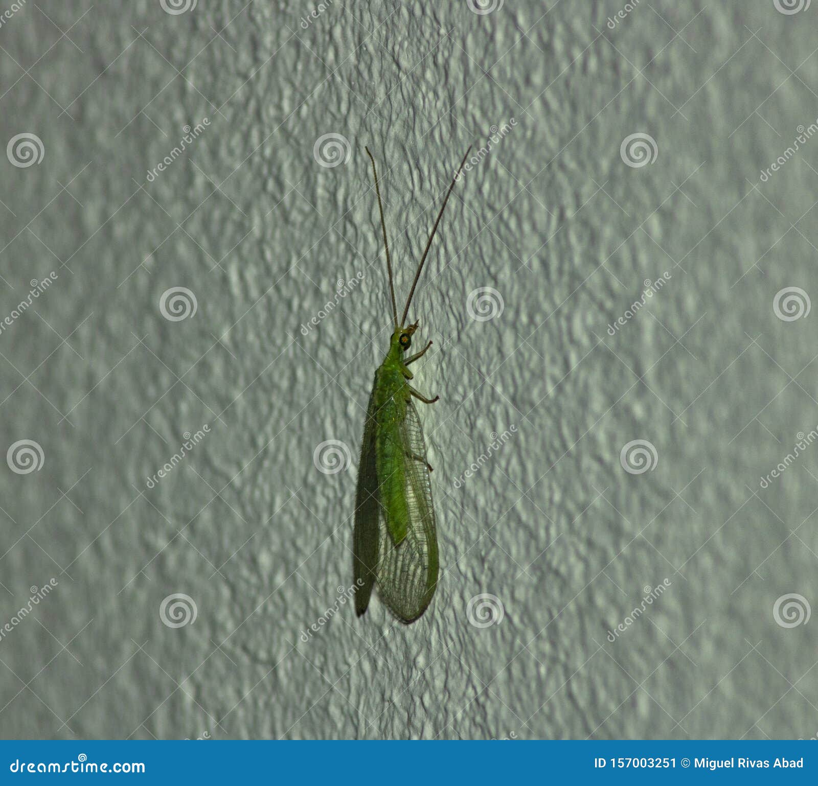 Bug verde imagem de stock. Imagem de inseto, pontos - 157003251