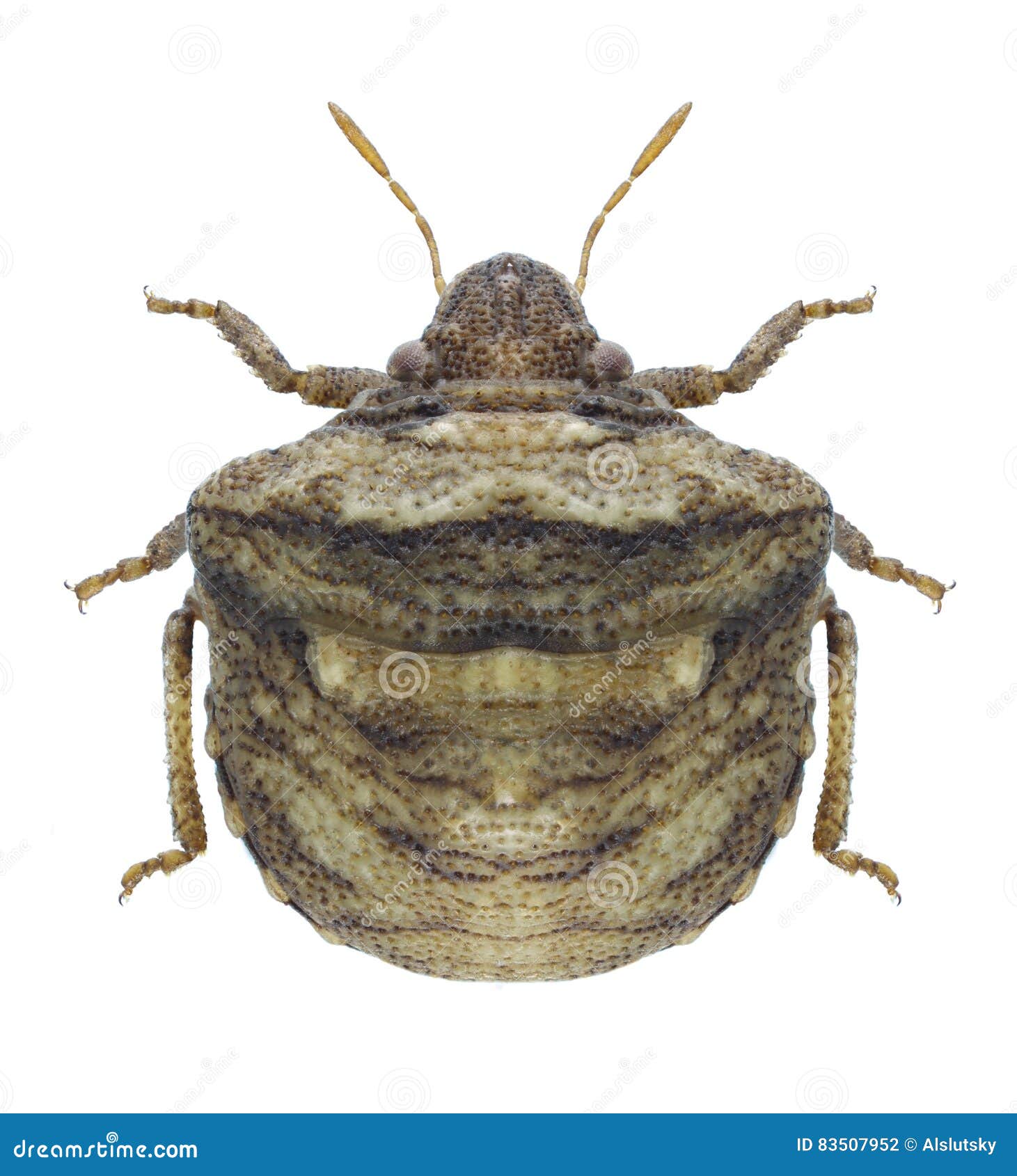 Galii Stock Photos - Free & Royalty-Free Stock Photos from Dreamstime