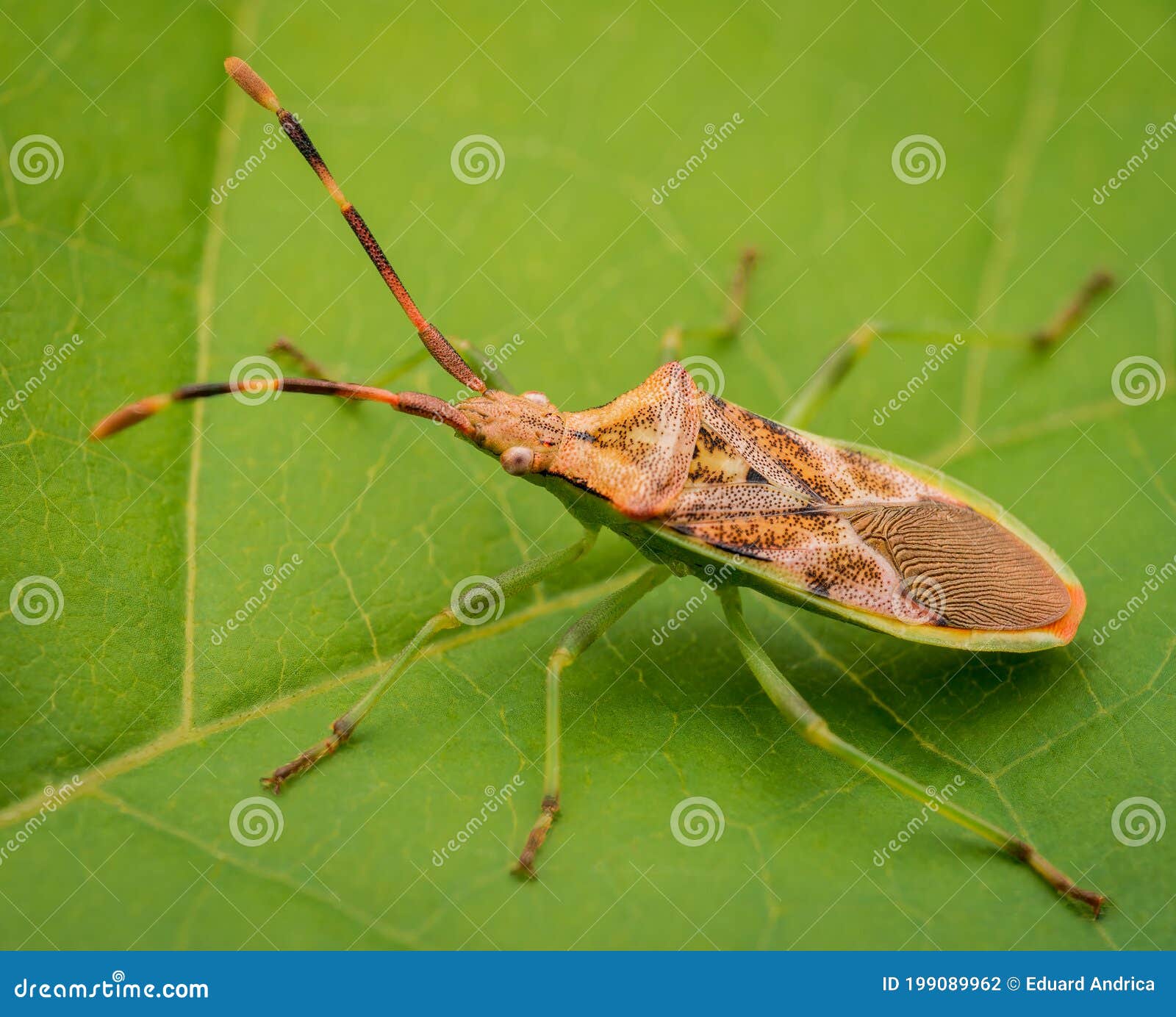 Bug voador foto de stock. Imagem de selvagem, asas, pés - 199089962