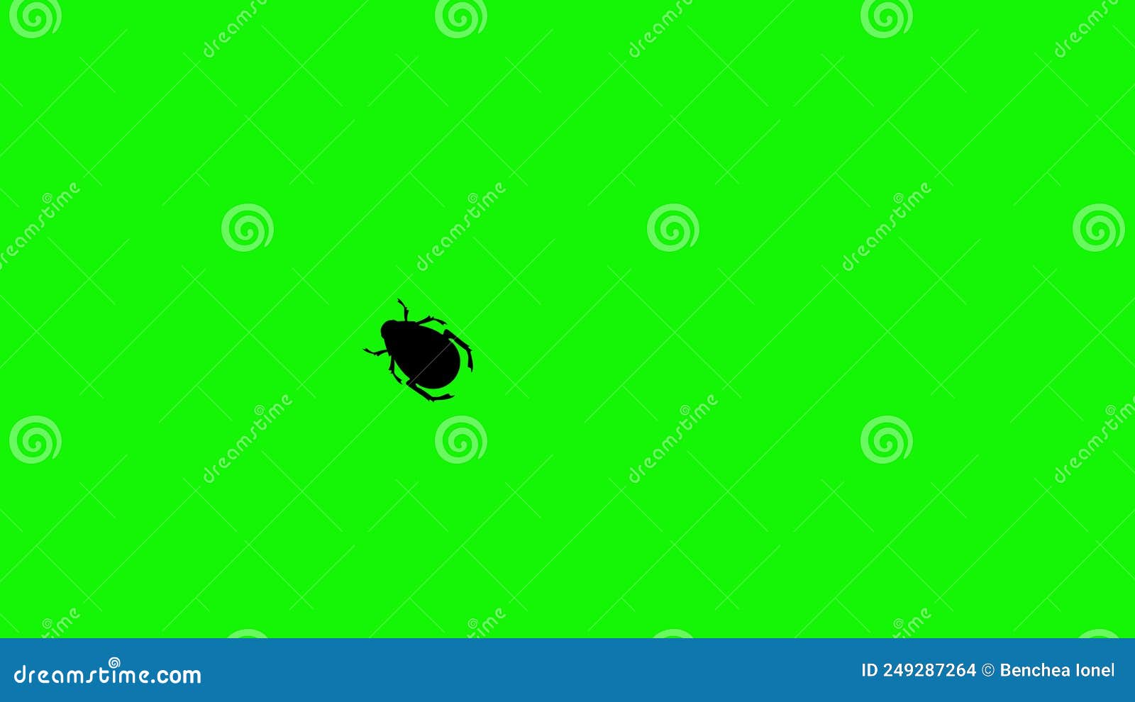 Bug Walking Animation on Green Screen Chroma Key Stock Footage - Video ...