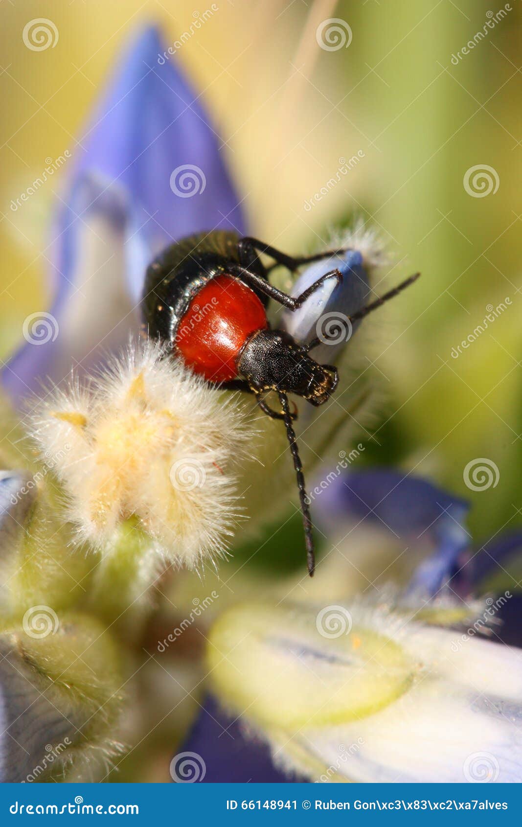 A bug walking on a flower stock image. Image of polen - 66148941