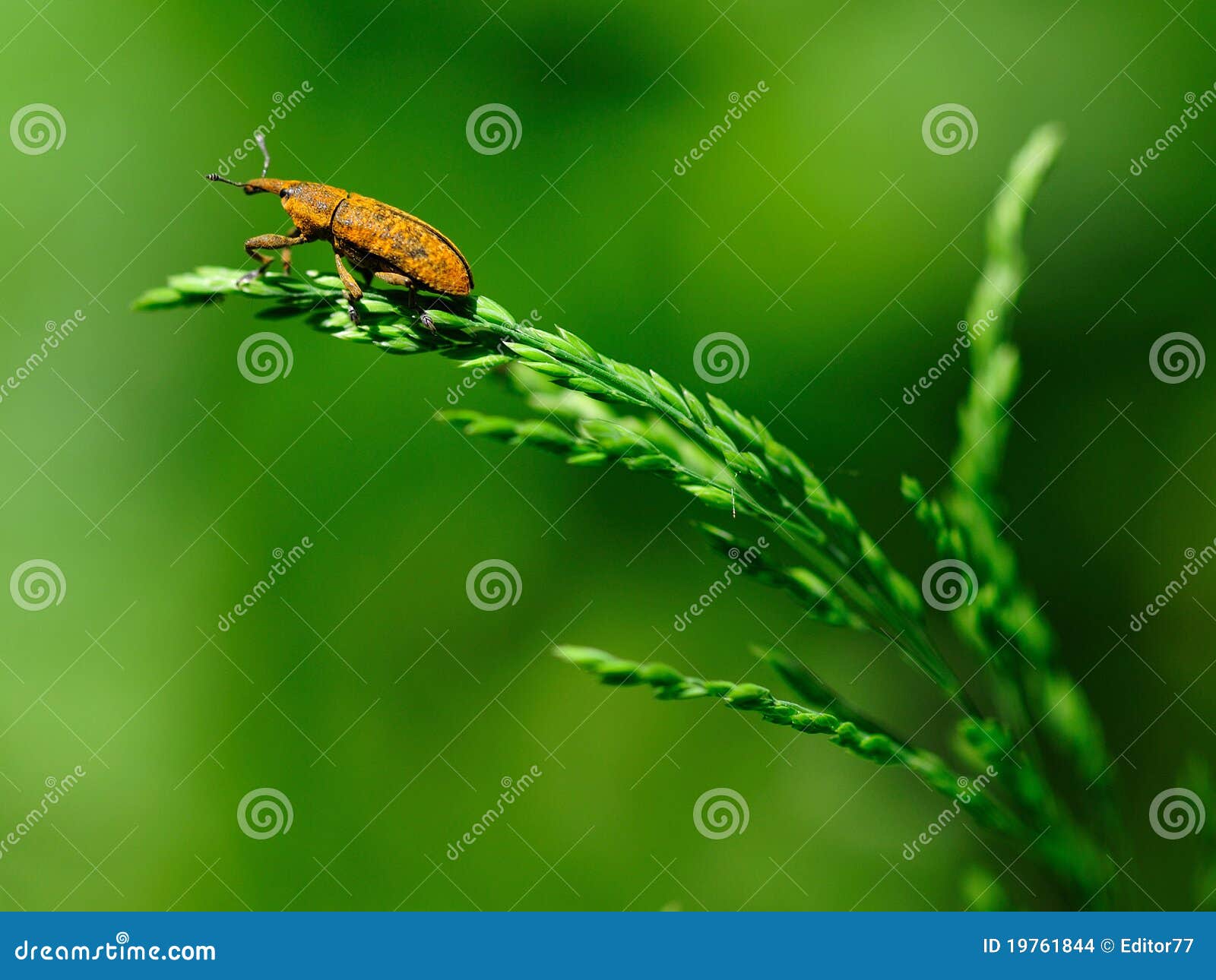 Nettle weevil bug isolated stock photo. Image of closeup - 19761844