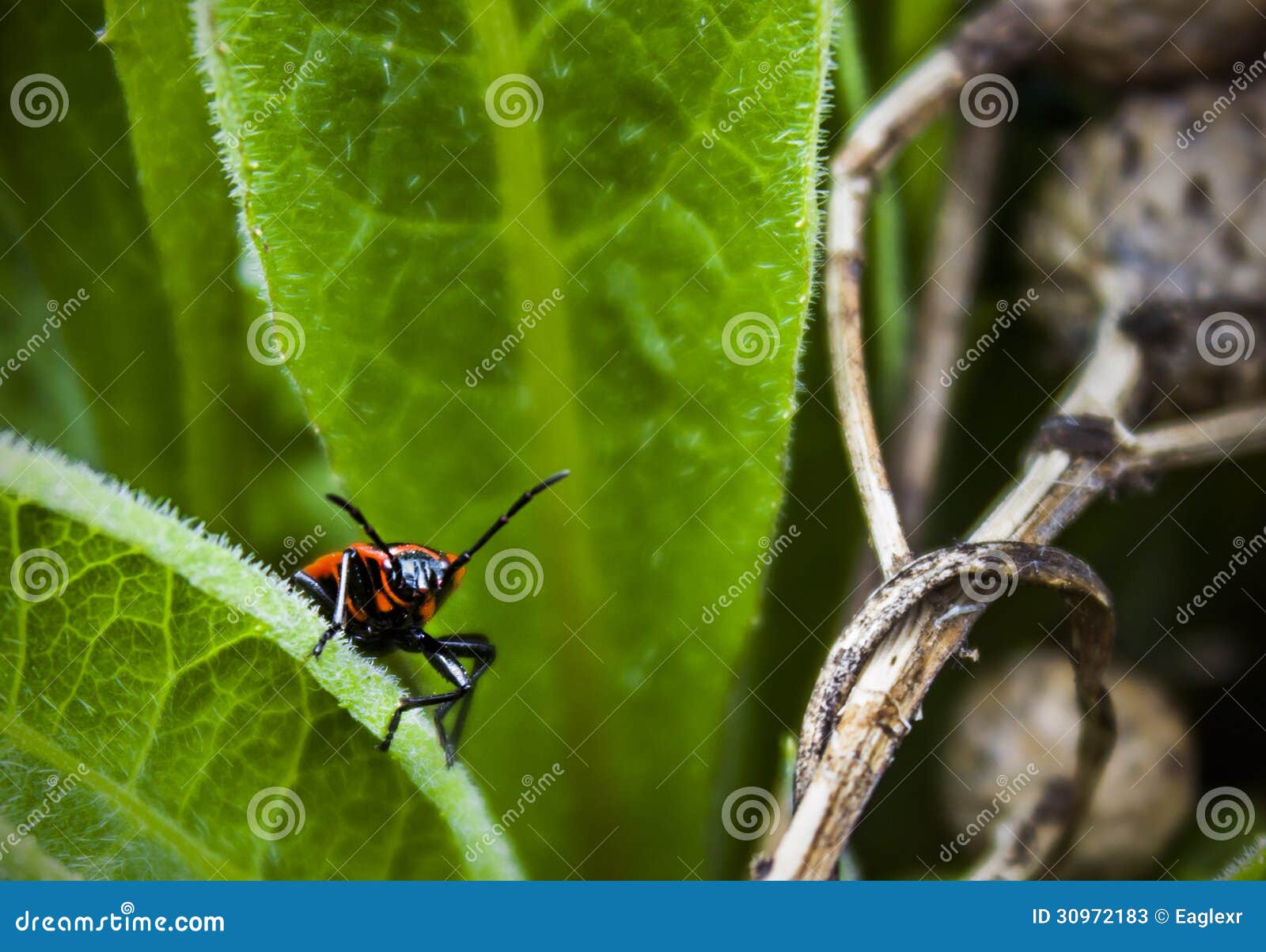 A Bug stock image. Image of looking, fauna, plant, animal - 30972183