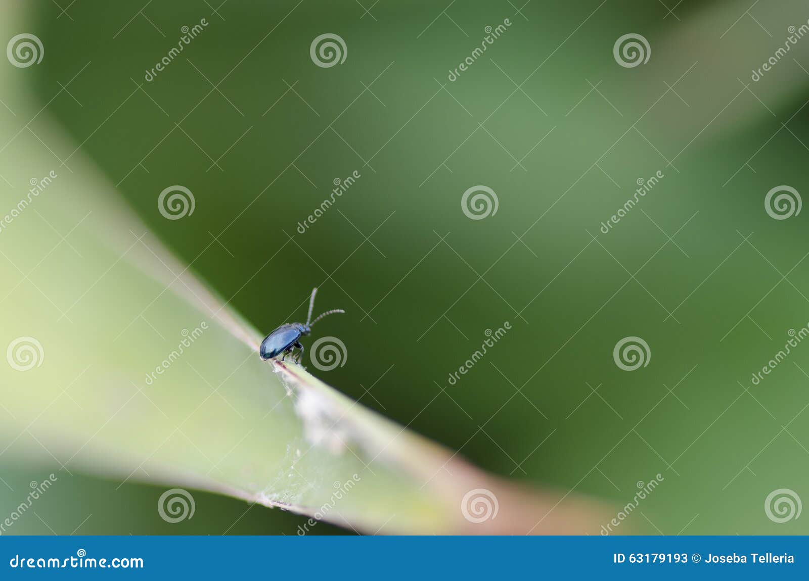 A Bug Watching from a Green Leaf Stock Image - Image of isolated, green ...