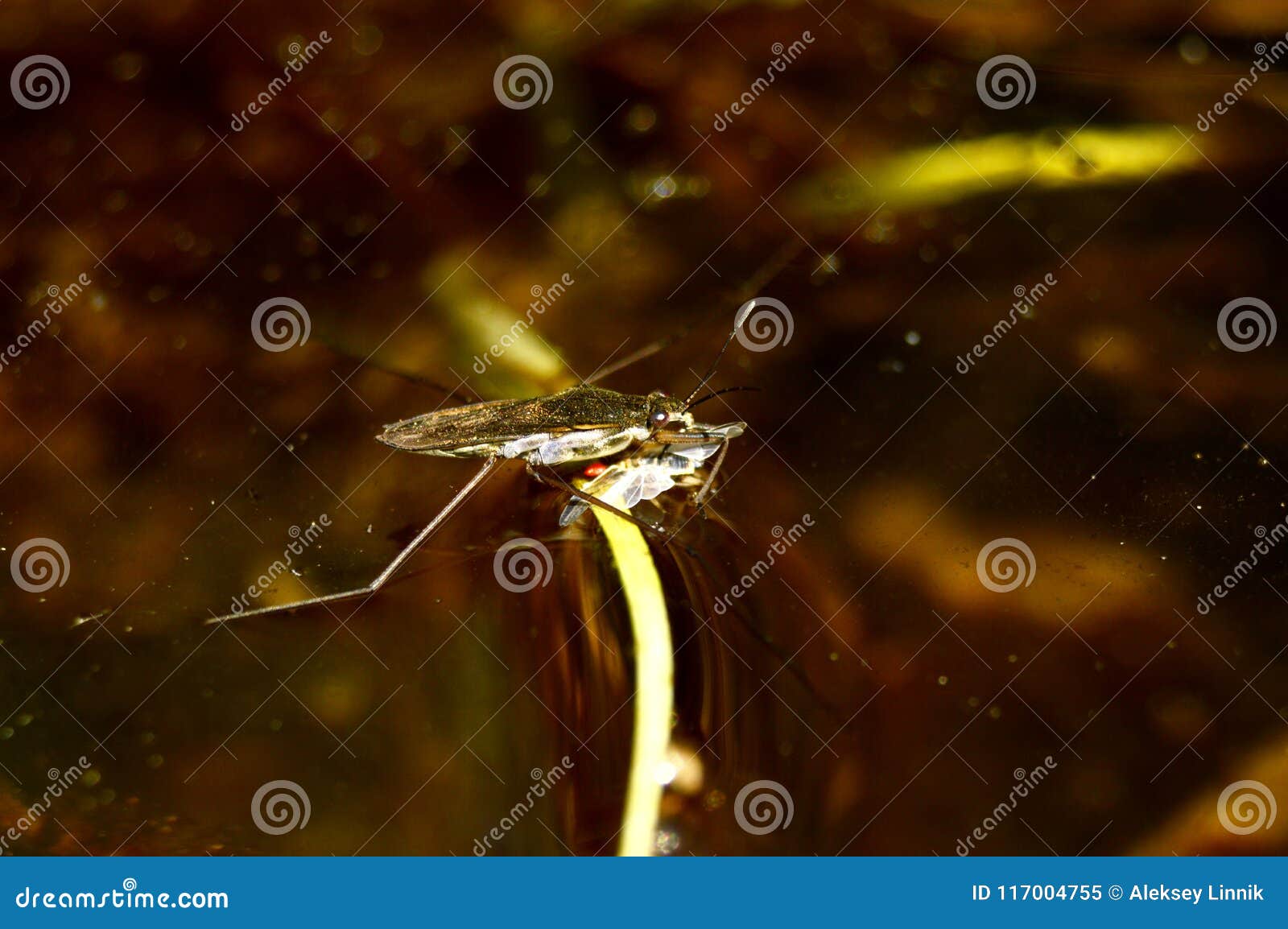 The Bug Water Measurer with Prey on the Water Stock Image - Image of ...