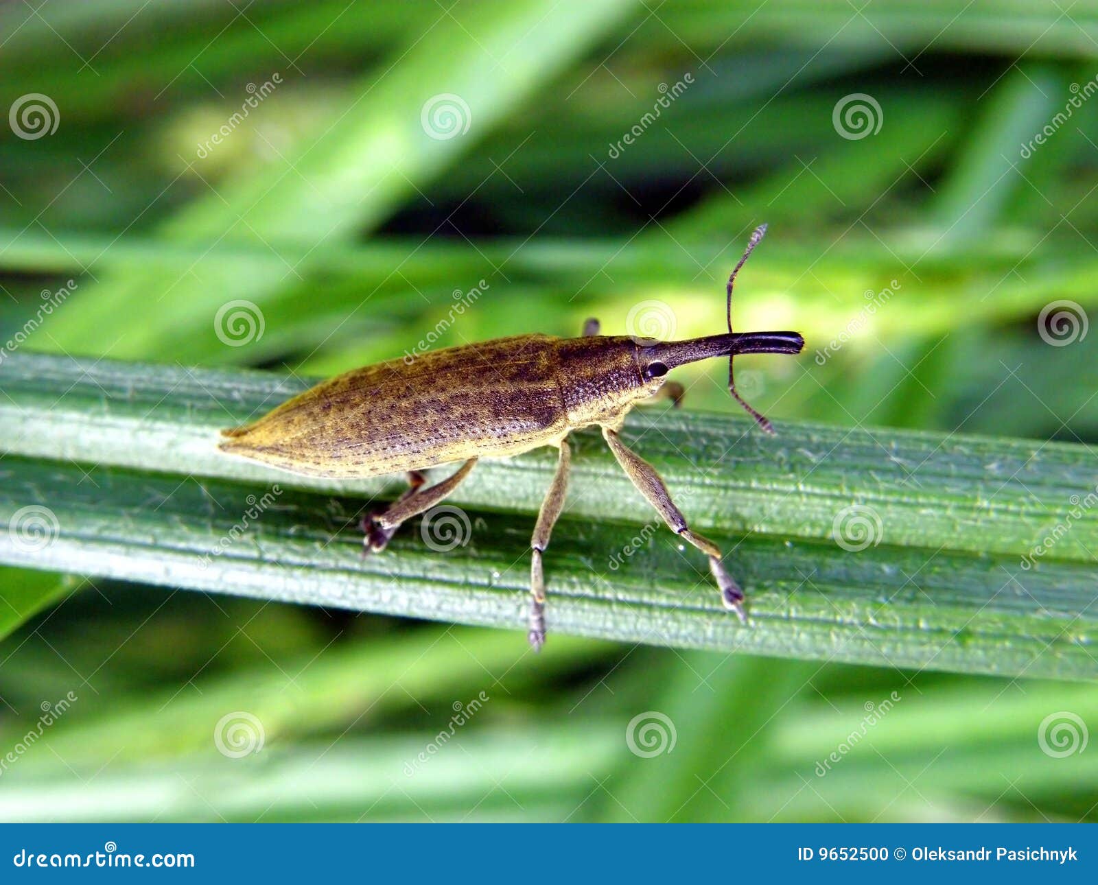 Bug weevil stock photo. Image of texture, hygiene, aware - 9652500