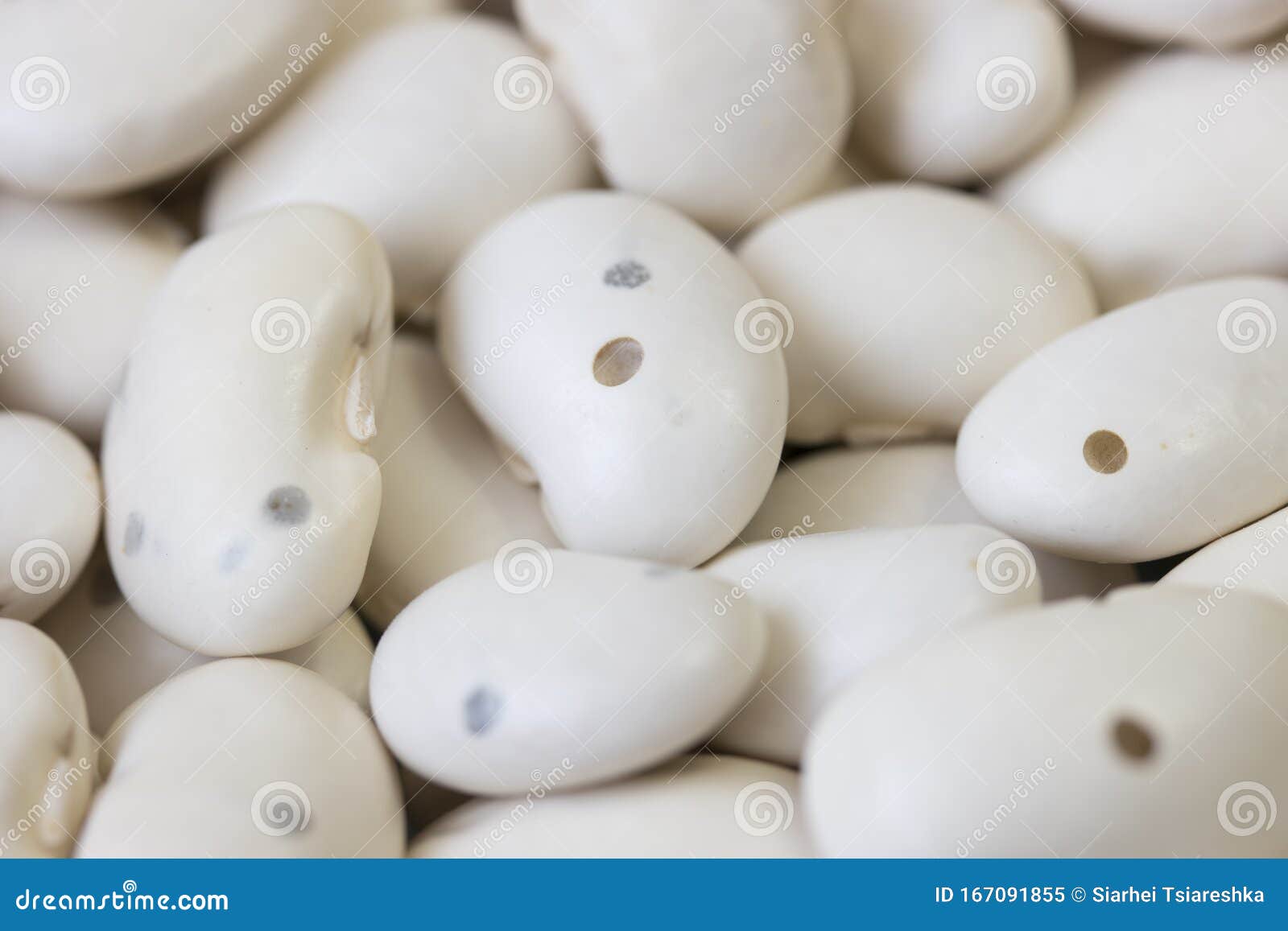 Bug Weevil Acanthoscelides Obtectus Spoiled Bean Stock Image - Image of ...