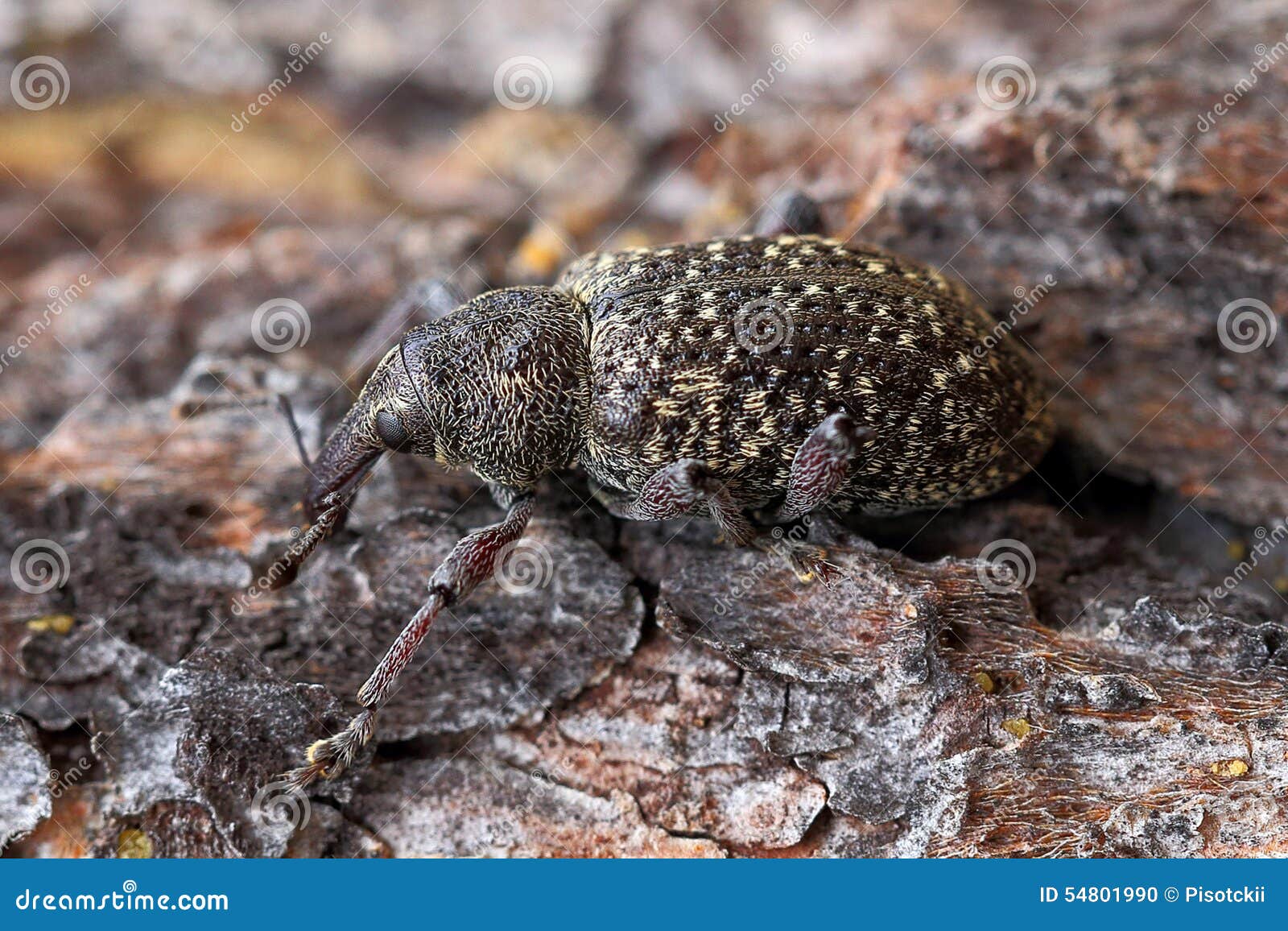 Bug weevil stock photo. Image of insect, fauna, brown - 54801990