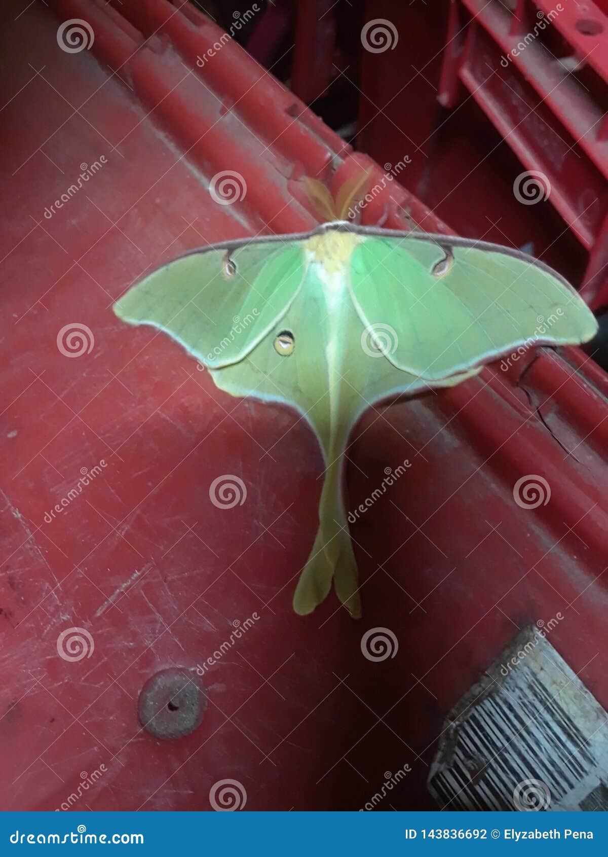 Luna moth stock photo. Image of moth, weird, strang - 143836692