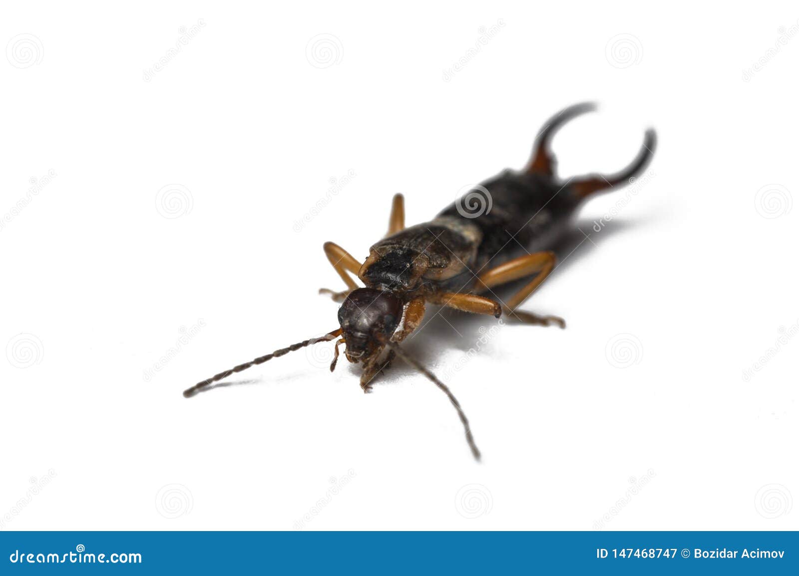 Backgroundcopy Spaceinsect Stock Photos - Free & Royalty-Free Stock ...