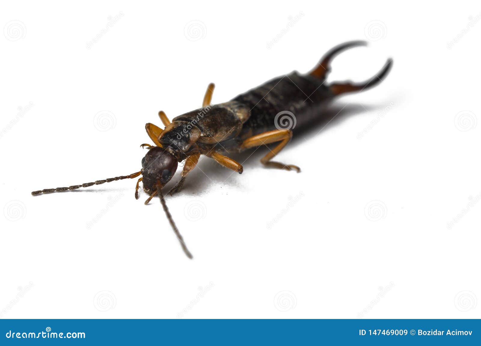 Macro Of Cockroach Insects Of The Order Blattodea Stock Photography ...
