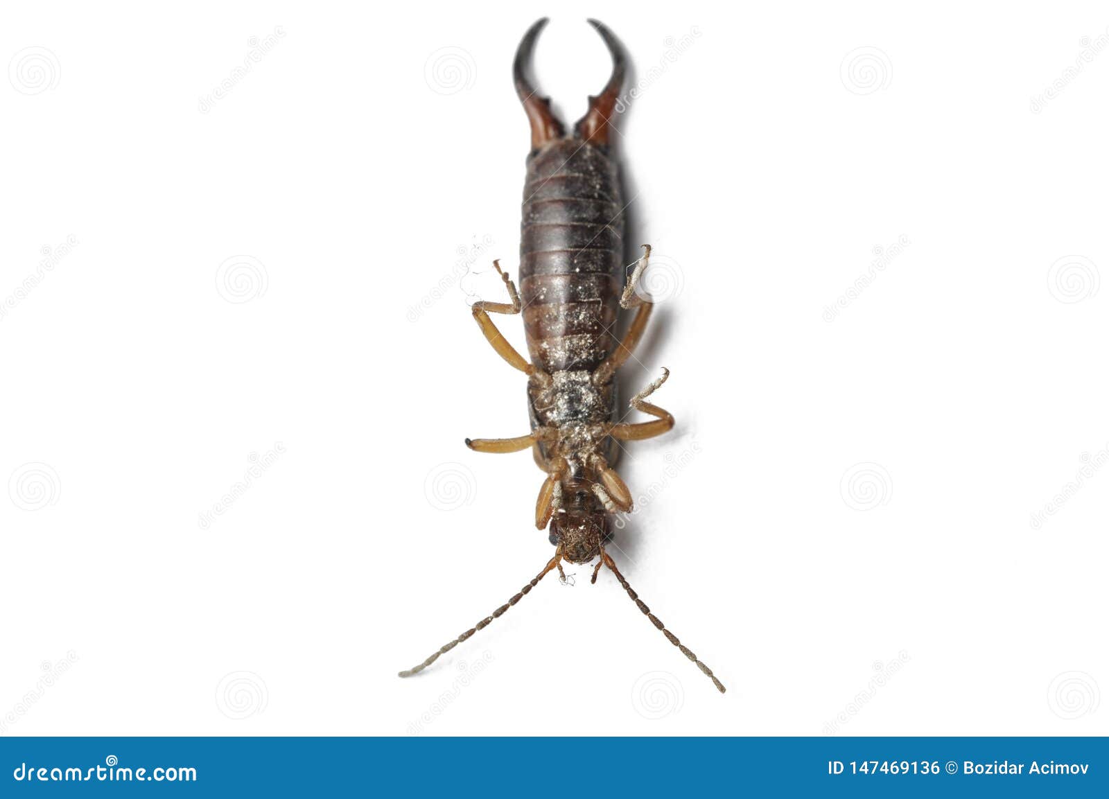 Bug on a White Background.Insect Isolated on a White Background Stock ...