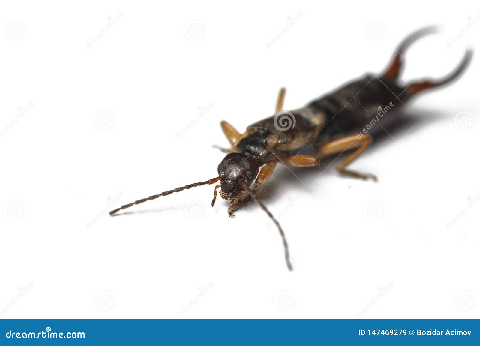 Bug On A White Background.Insect Isolated On A White Background Stock ...