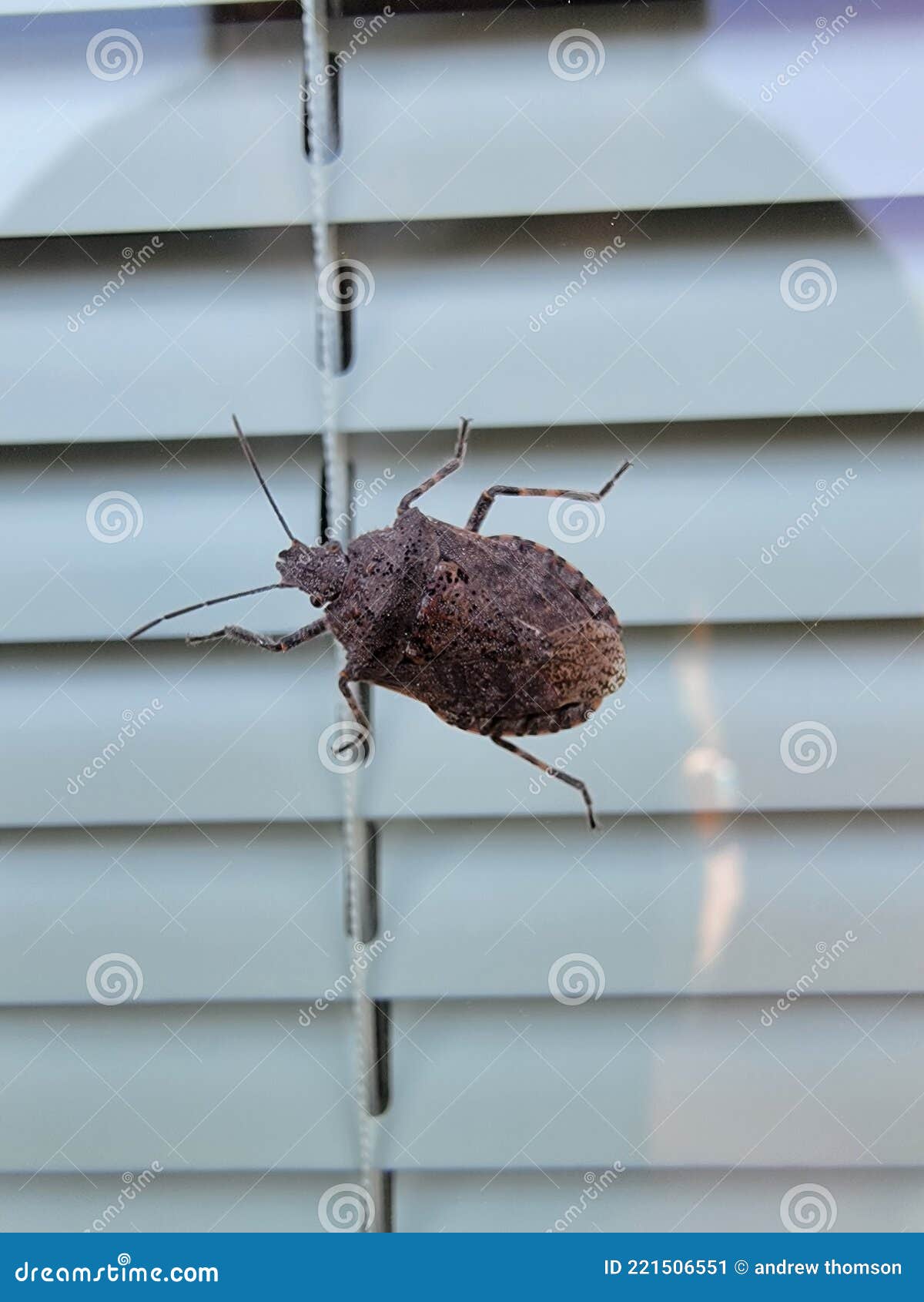 Bug on the window stock image. Image of wood, leaf, wing - 221506551