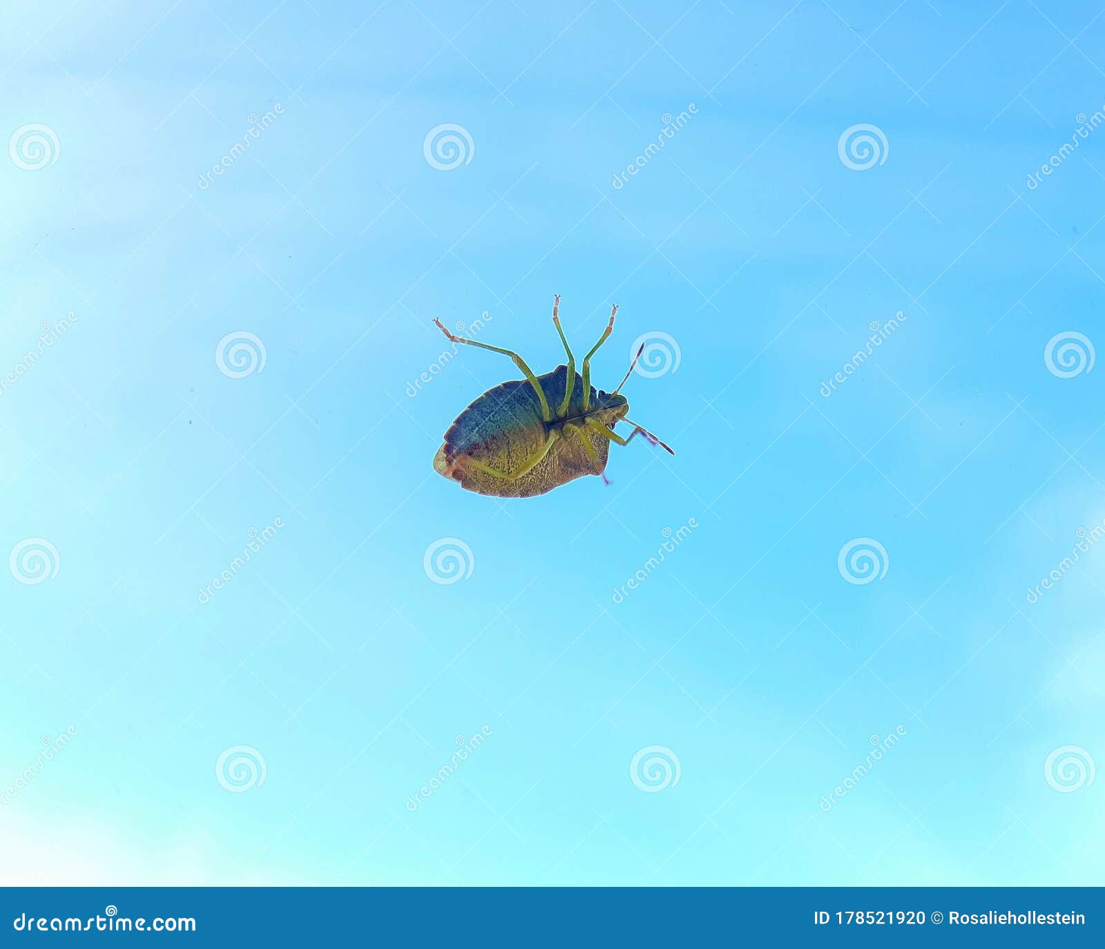 Bug on Window. Green Shield Bug on a Window Pane Glass. Stock Photo ...