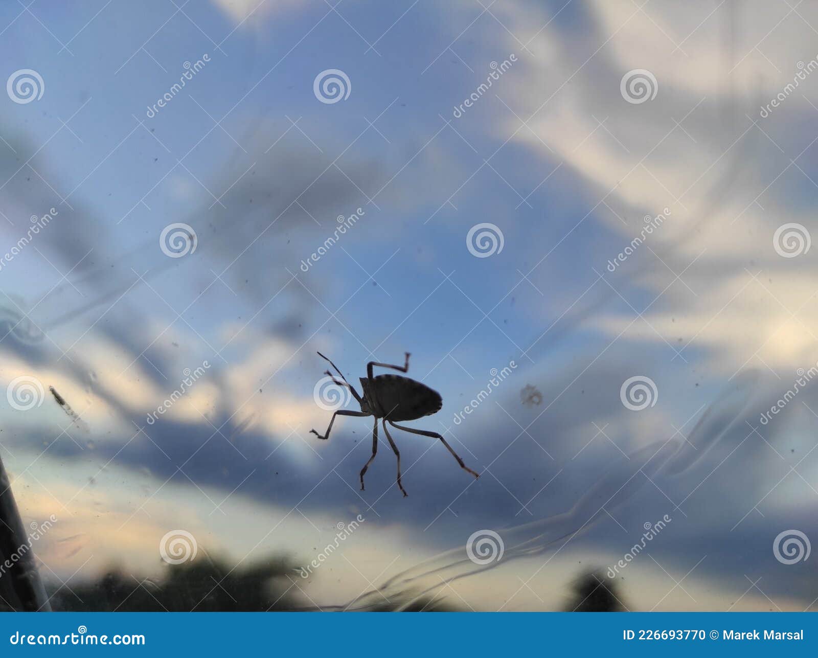 Bug on Windows stock photo. Image of windows, owindo - 226693770