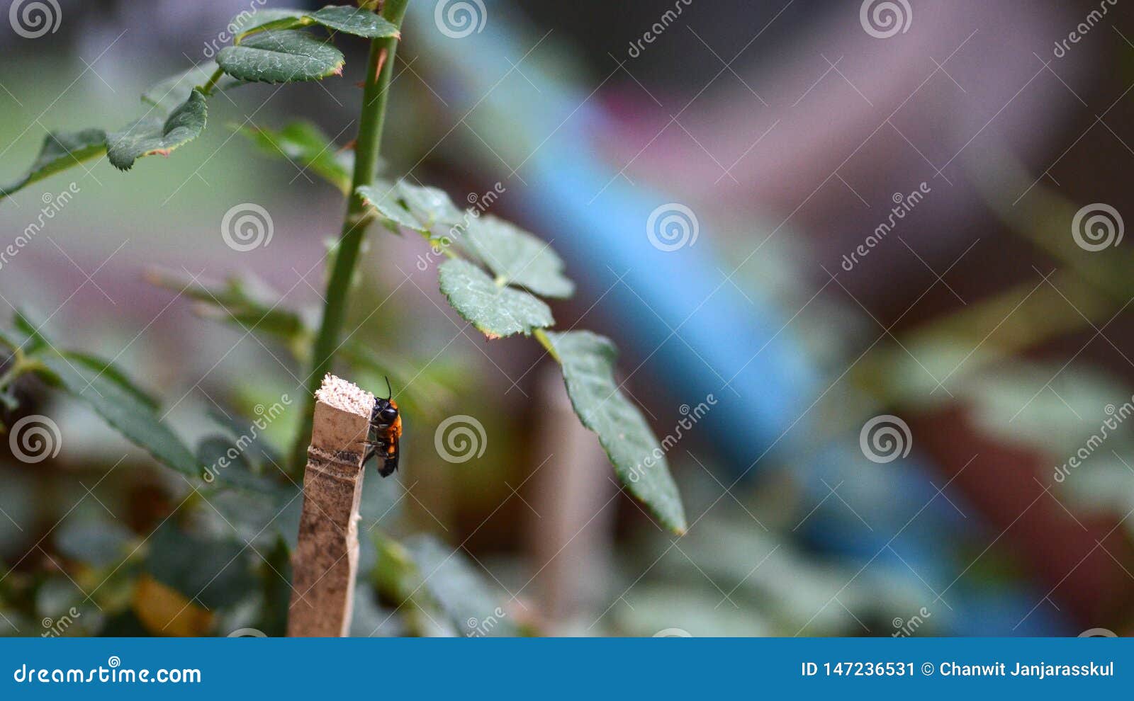 Bug on the Wood Stick in the Garden Stock Image - Image of wildlife ...
