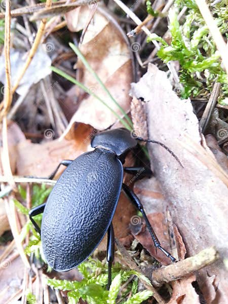 Bug in the woods stock photo. Image of nature, outdoors - 128738656