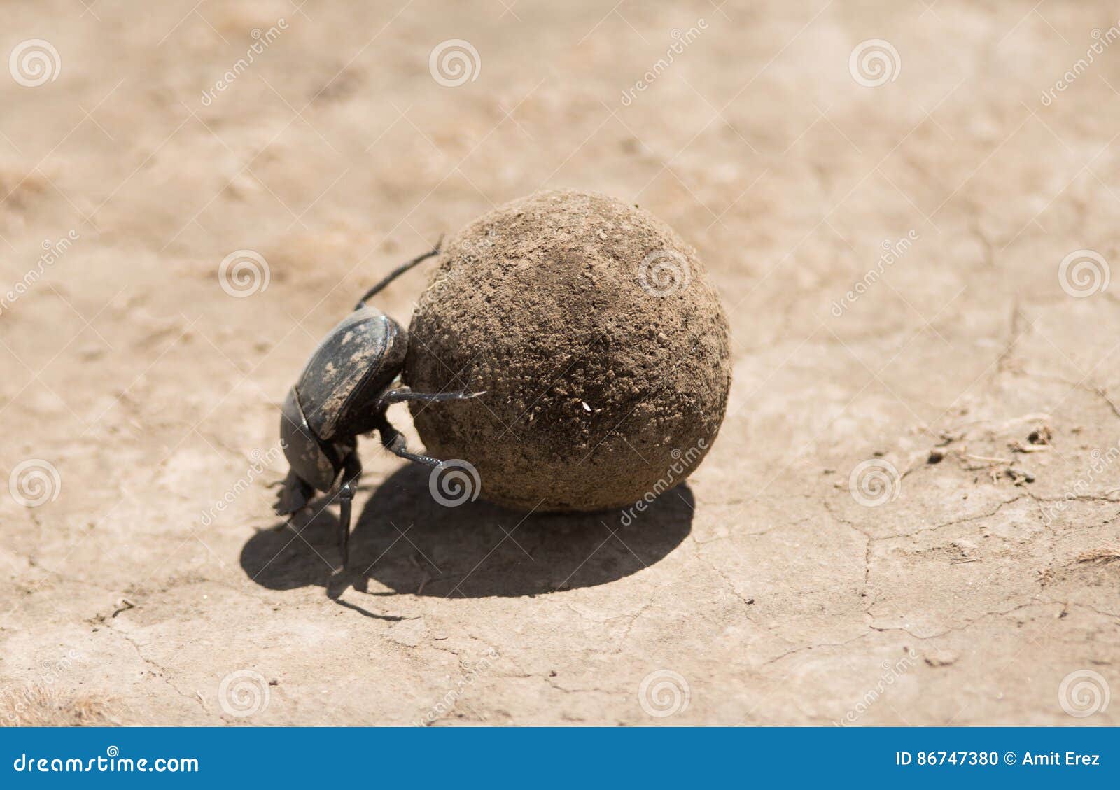 Bug at work stock photo. Image of work, erez, ball, amit - 86747380