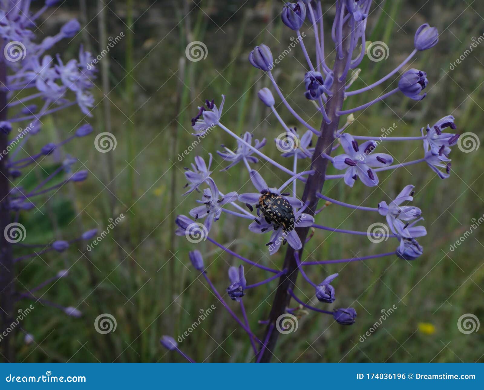 A bug stock photo. Image of winter, israel, park, yarkon - 174036196