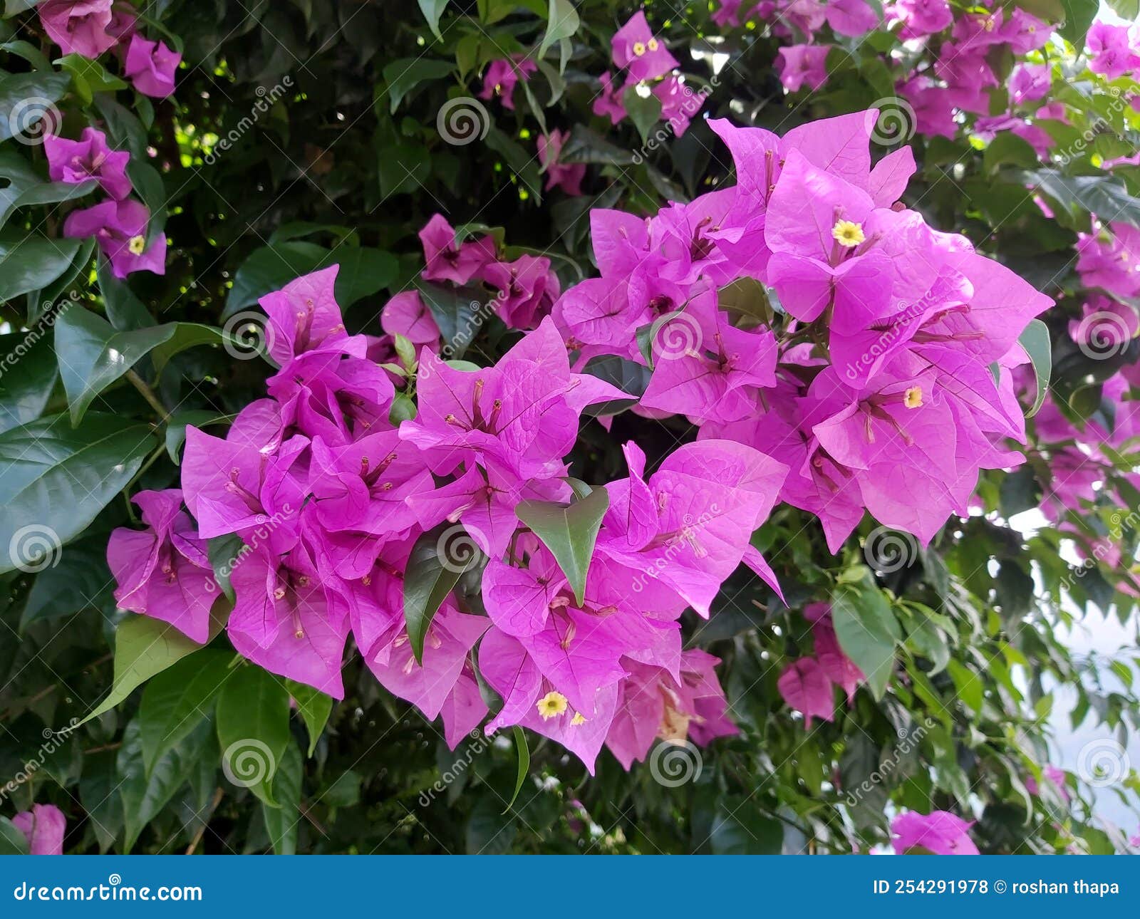 Bugambilia Flowering Plants Stock Photo - Image of flowering ...