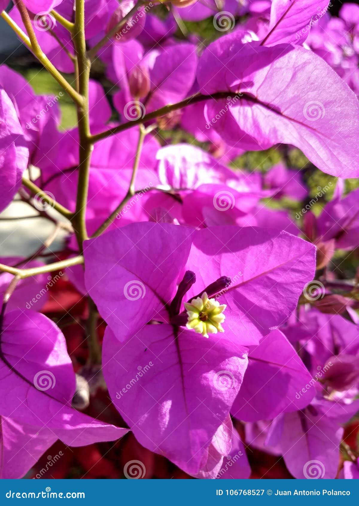 Bugambilia stock image. Image of garden, bugambilia - 106768527