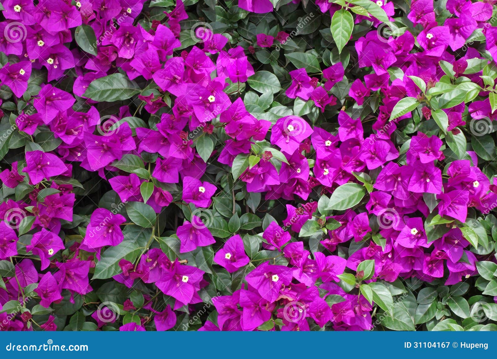 Buganvília cor-de-rosa imagem de stock. Imagem de arte - 31104167