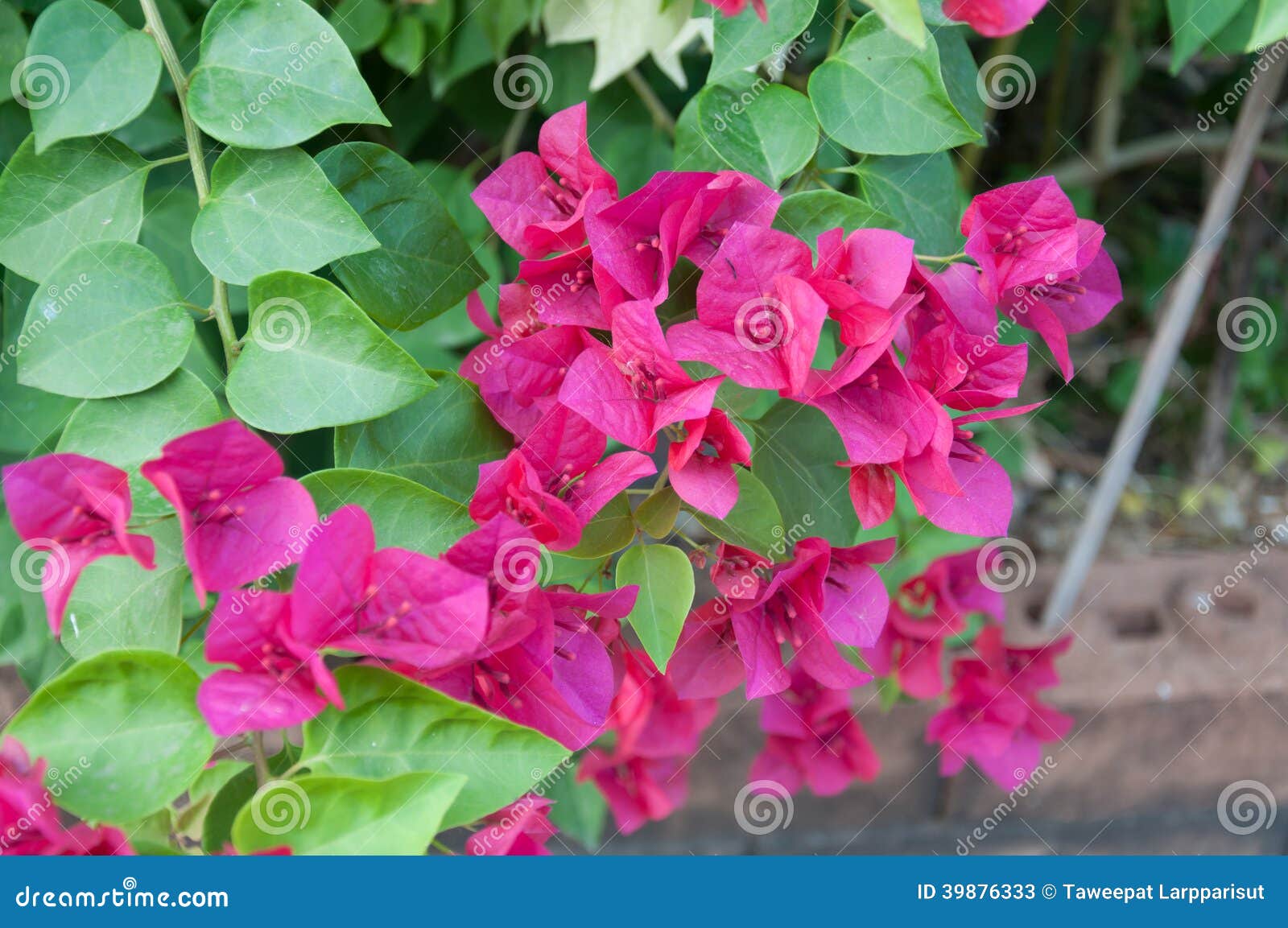 Buganvília cor-de-rosa imagem de stock. Imagem de colorido - 39876333