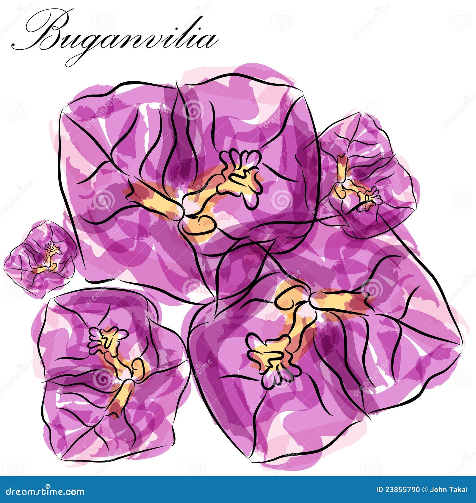 Buganvilia stock vector. Illustration of nature, flower - 23855790