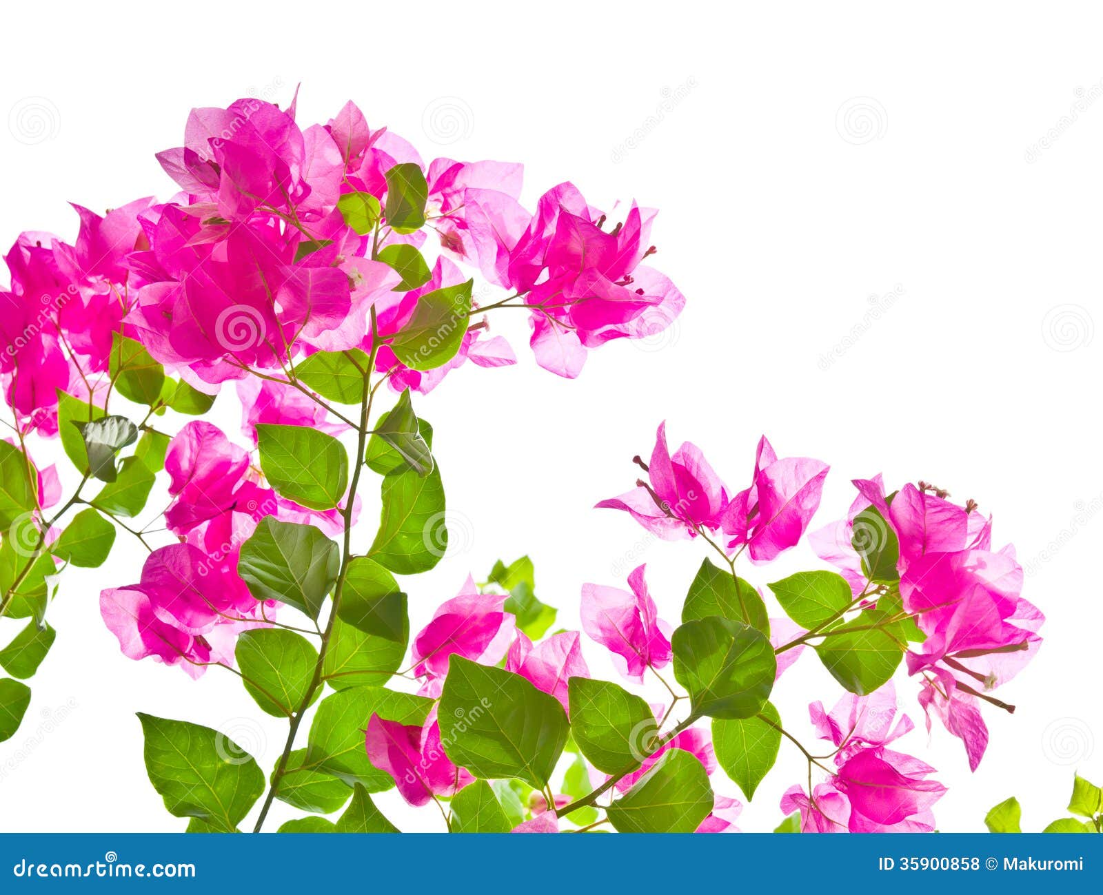 Buganvilla foto de archivo. Imagen de anaranjado, primer - 35900858