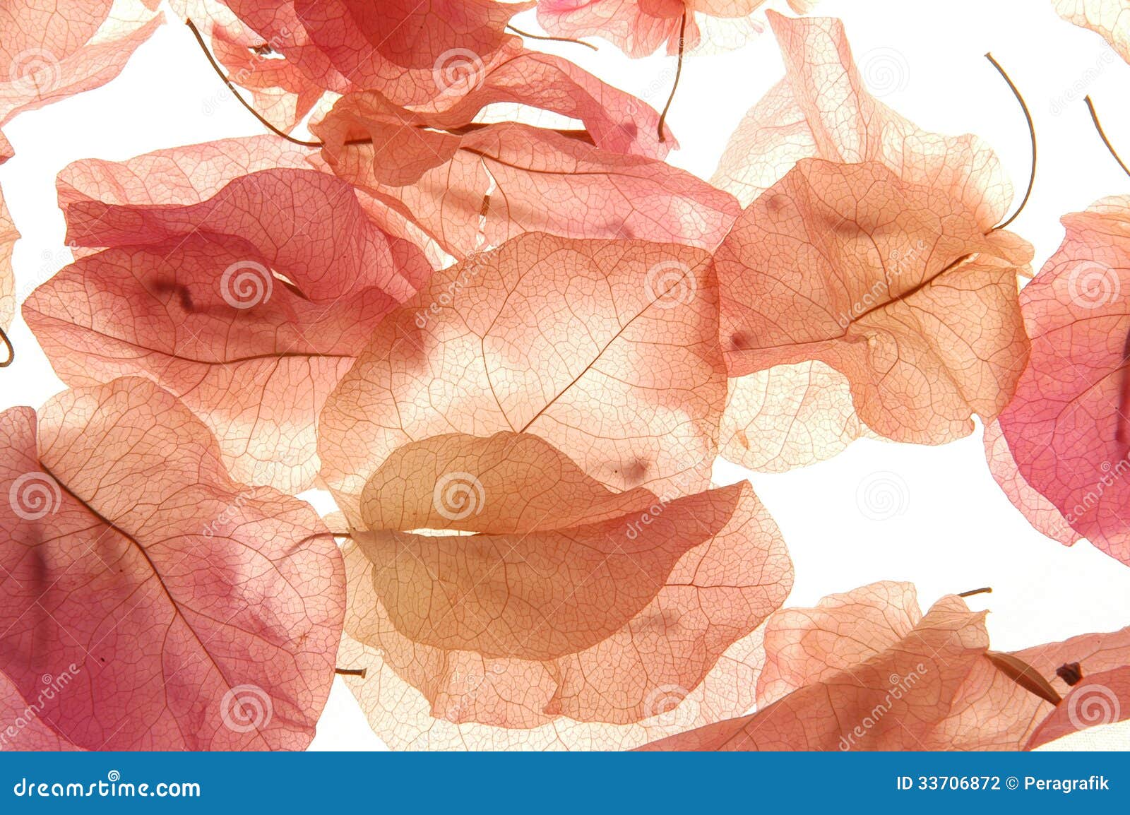 Buganvilla secada foto de archivo. Imagen de aislado - 33706872