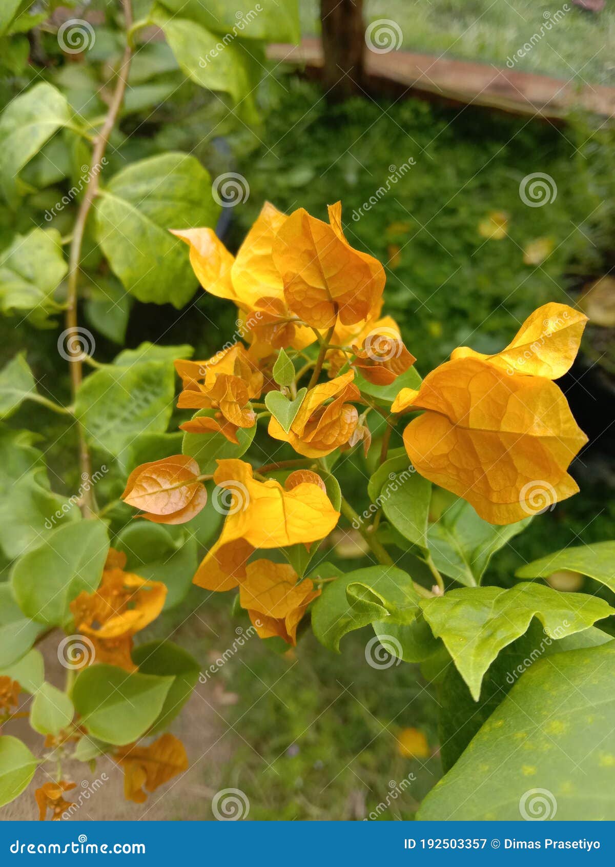 Bugenvil stock image. Image of fruit, garden, bugenvilia - 192503357