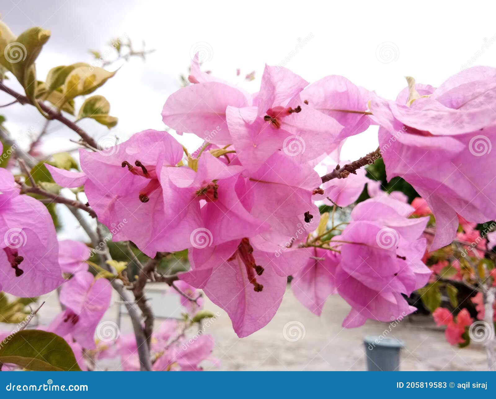 Bugenvil pink flowers stock image. Image of bugenvil - 205819583