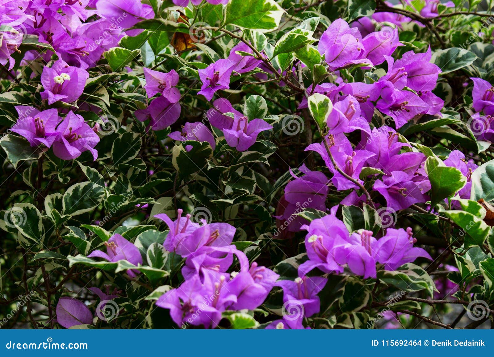 Bugenvil in Yard stock photo. Image of girl, plant, exotic - 115692464