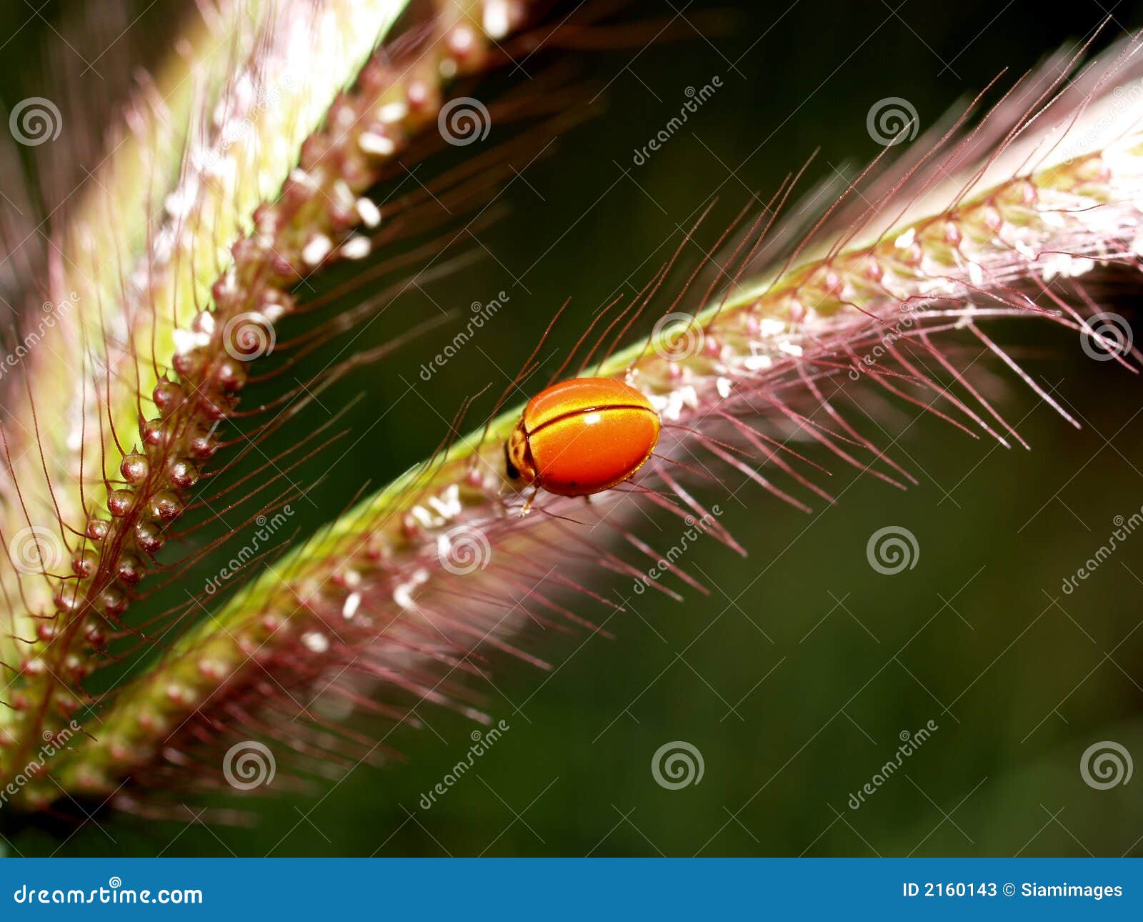 Bugga fotografering för bildbyråer. Bild av leaf, gräs - 2160143