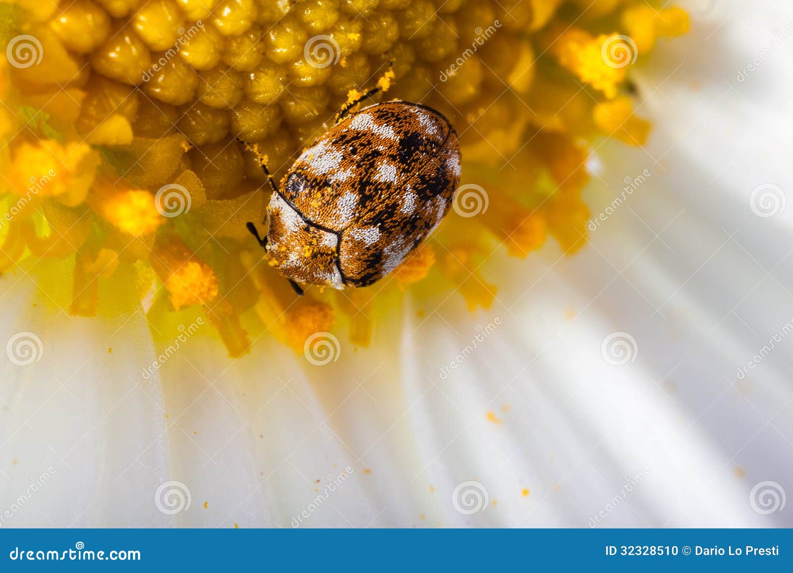 Bugged daisy stock photo. Image of microcosmos, flower - 32328510