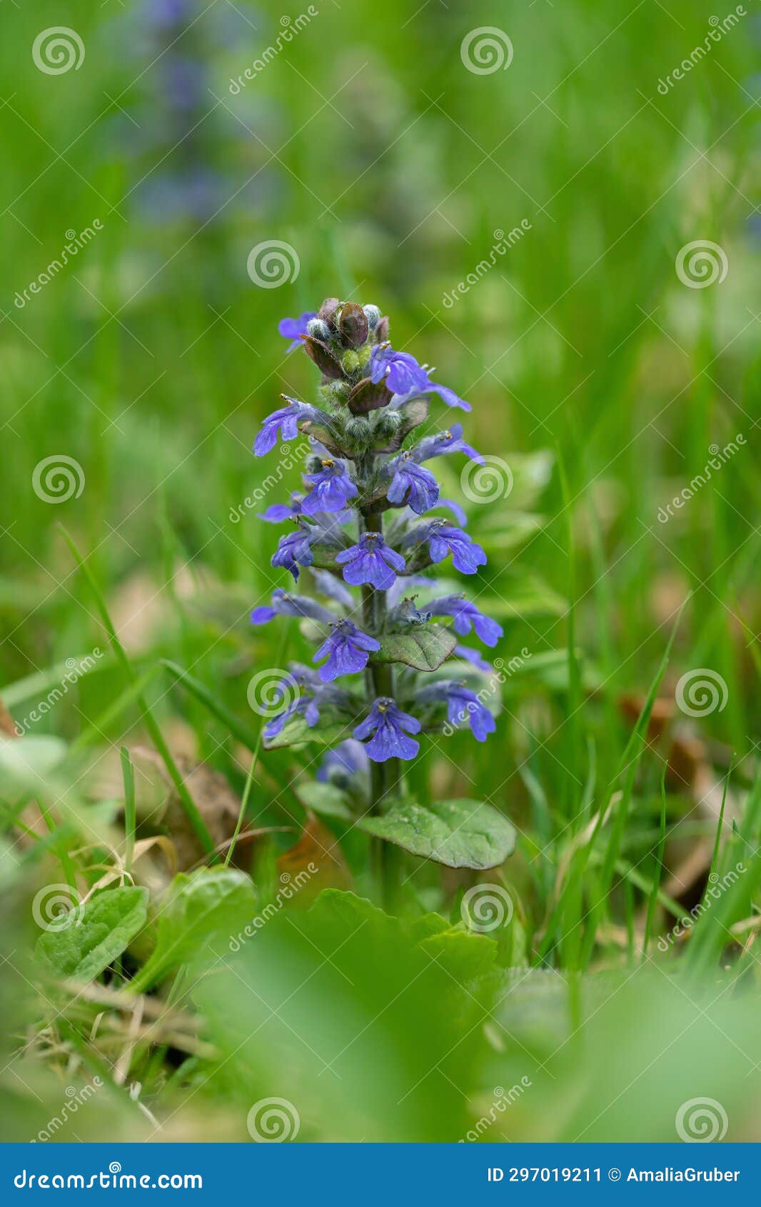 Buggleweed (Ajuga Reptans). Stock Image - Image of green, bugle: 297019211