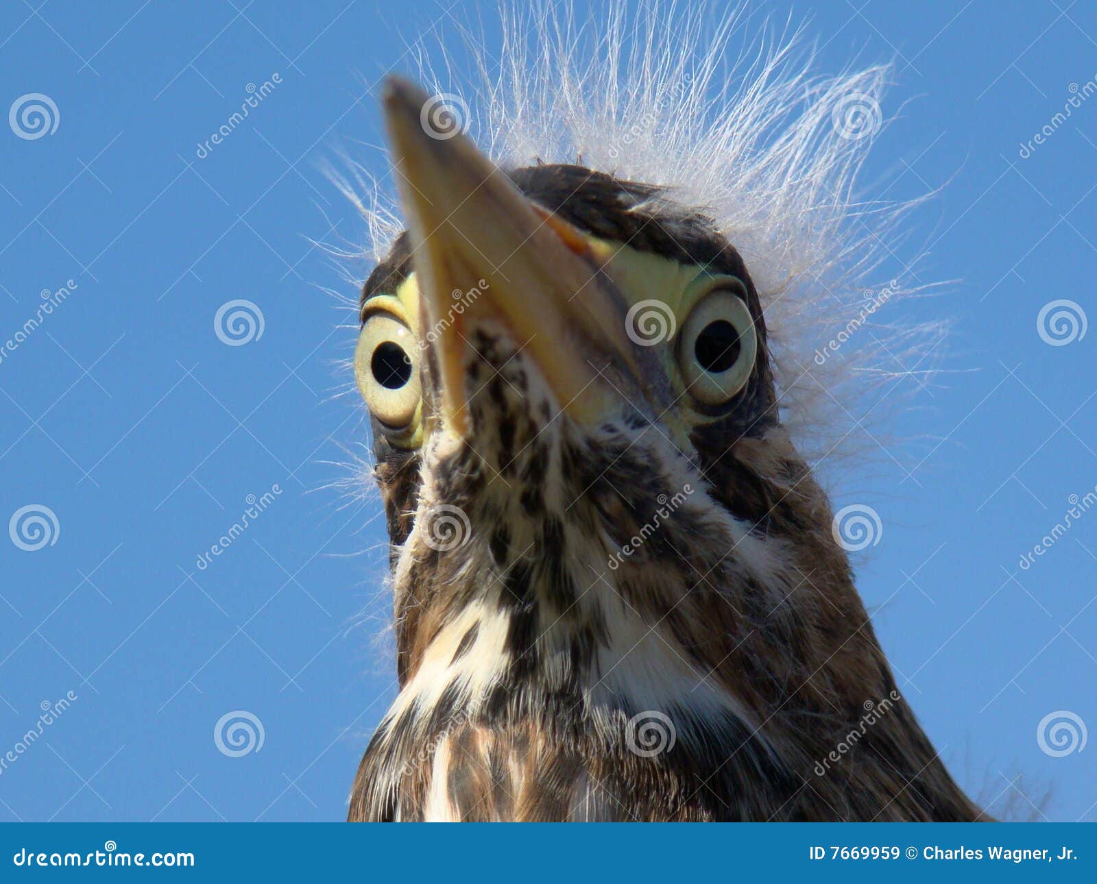 Buggy Bird stock image. Image of fuzzy, fixated, comical - 7669959