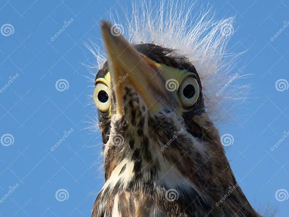 Buggy Bird stock image. Image of fuzzy, fixated, comical - 7669959