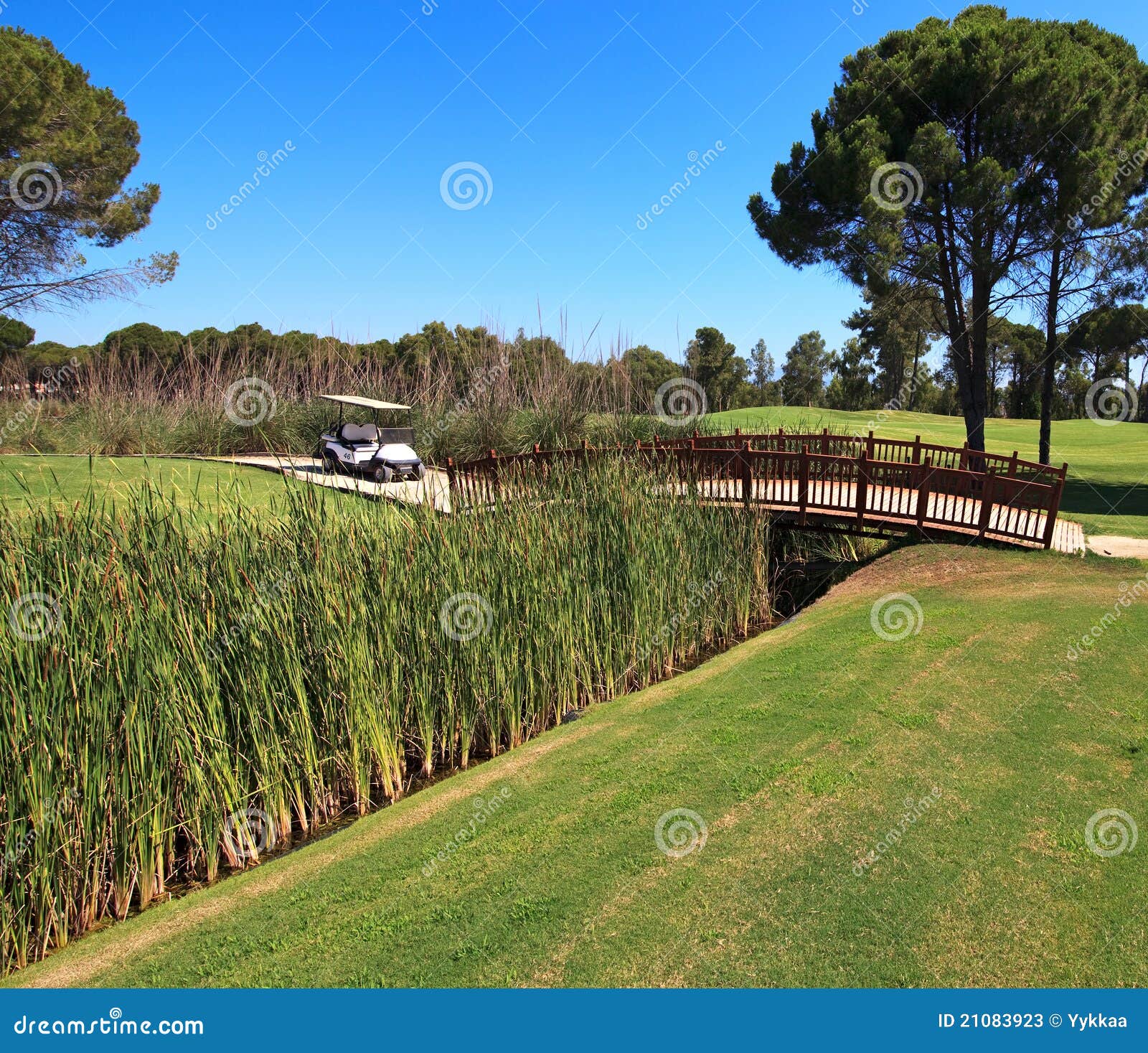 Buggy on the Course stock image. Image of buggy, collar - 21083923