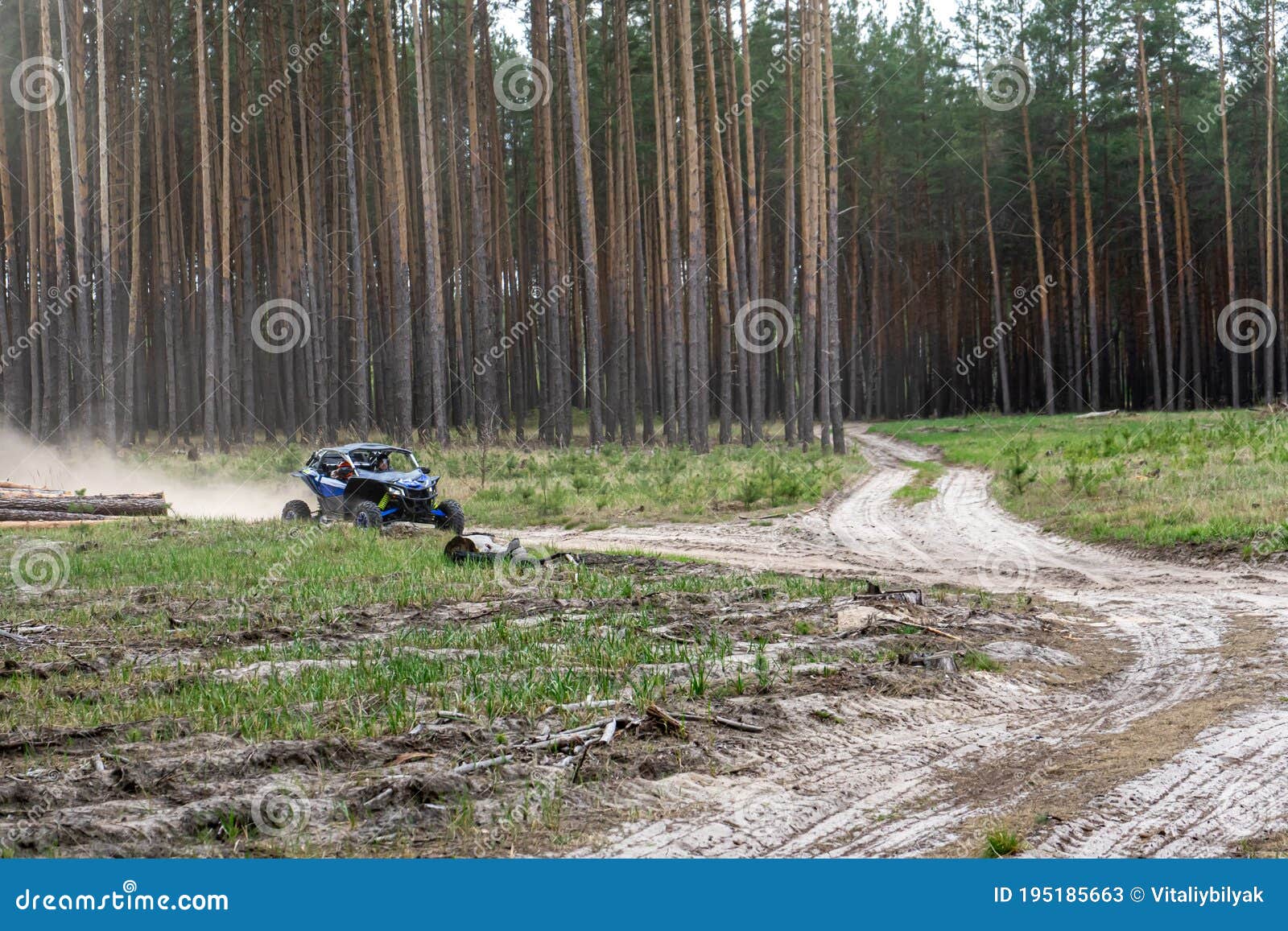 Buggy Driving on Dusty Road Editorial Stock Photo - Image of pine ...
