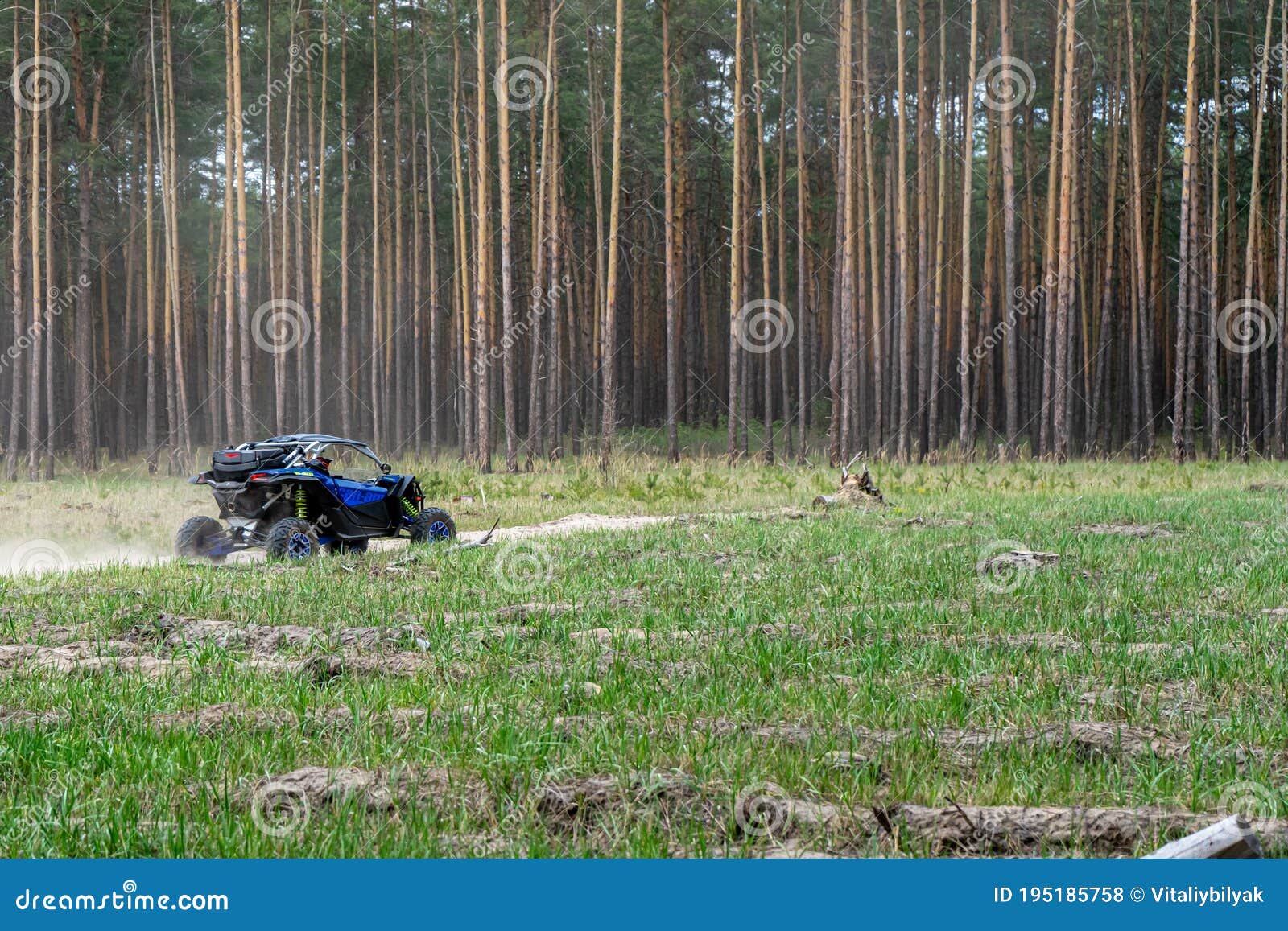Buggy Driving on Dusty Road Editorial Stock Photo - Image of pine, dirt ...