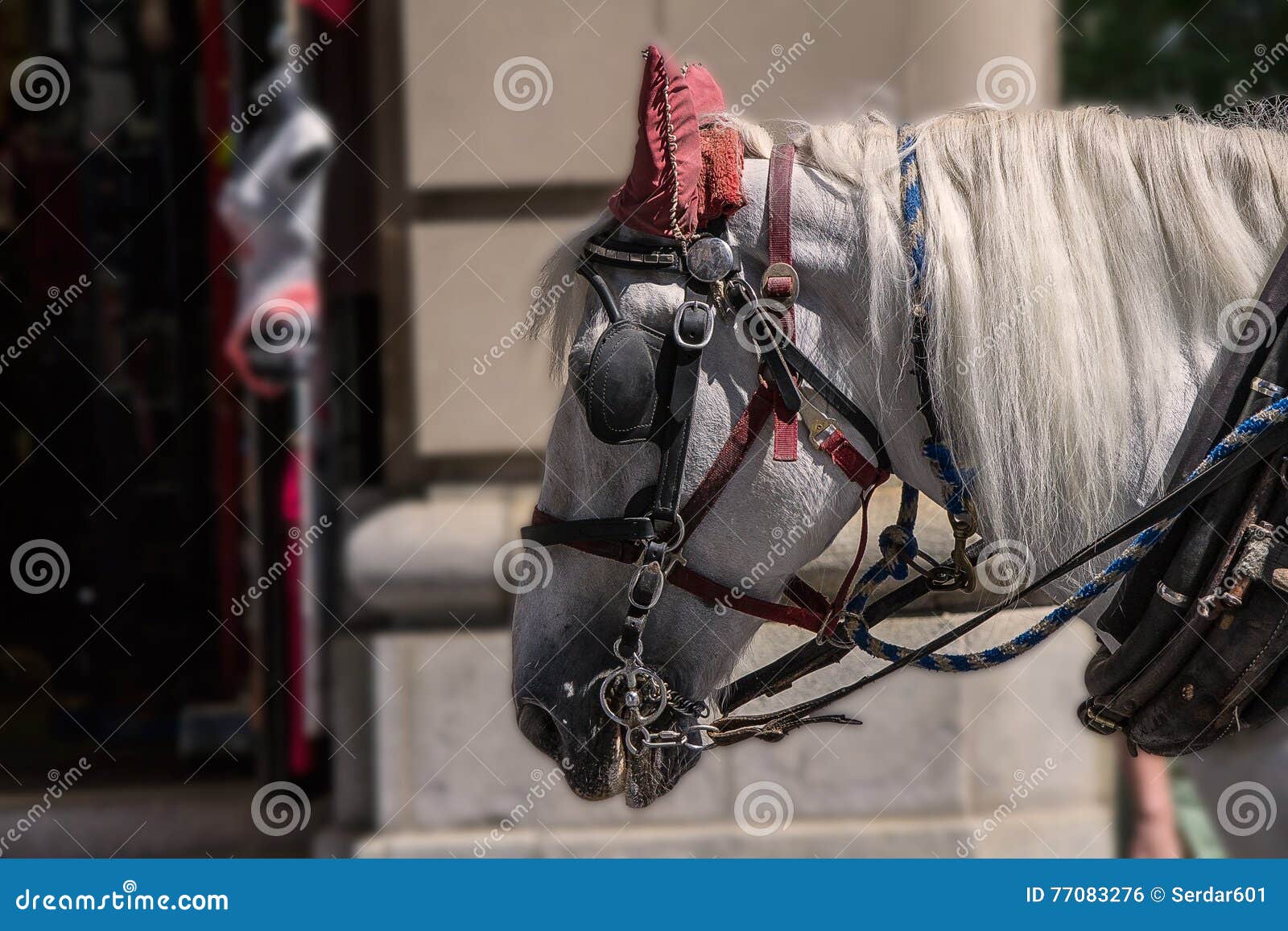 Buggy horse stock photo. Image of presentation, equine - 77083276