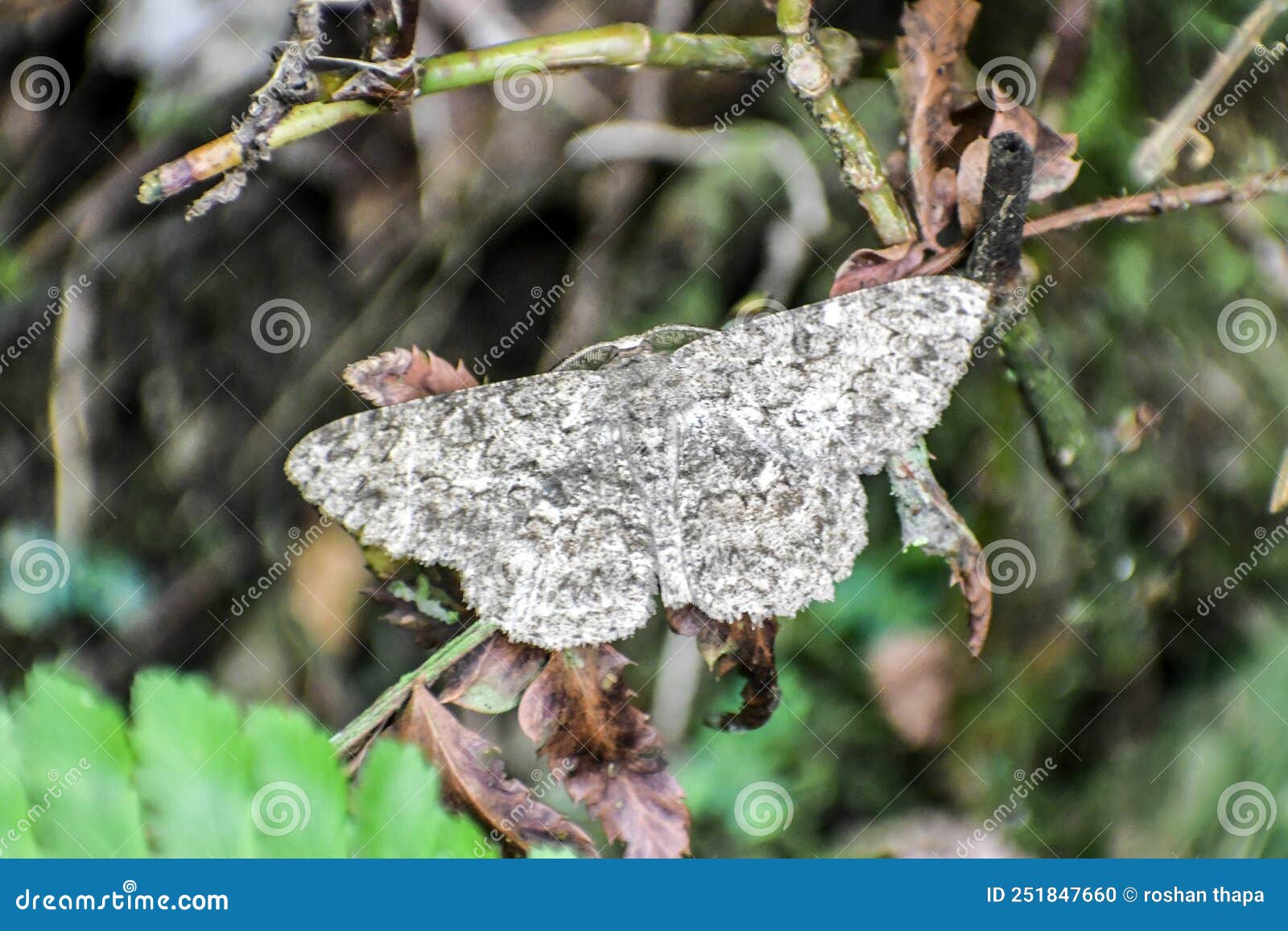 Bugiganga foto de stock. Imagem de gênero, macaco, descrito - 251847660