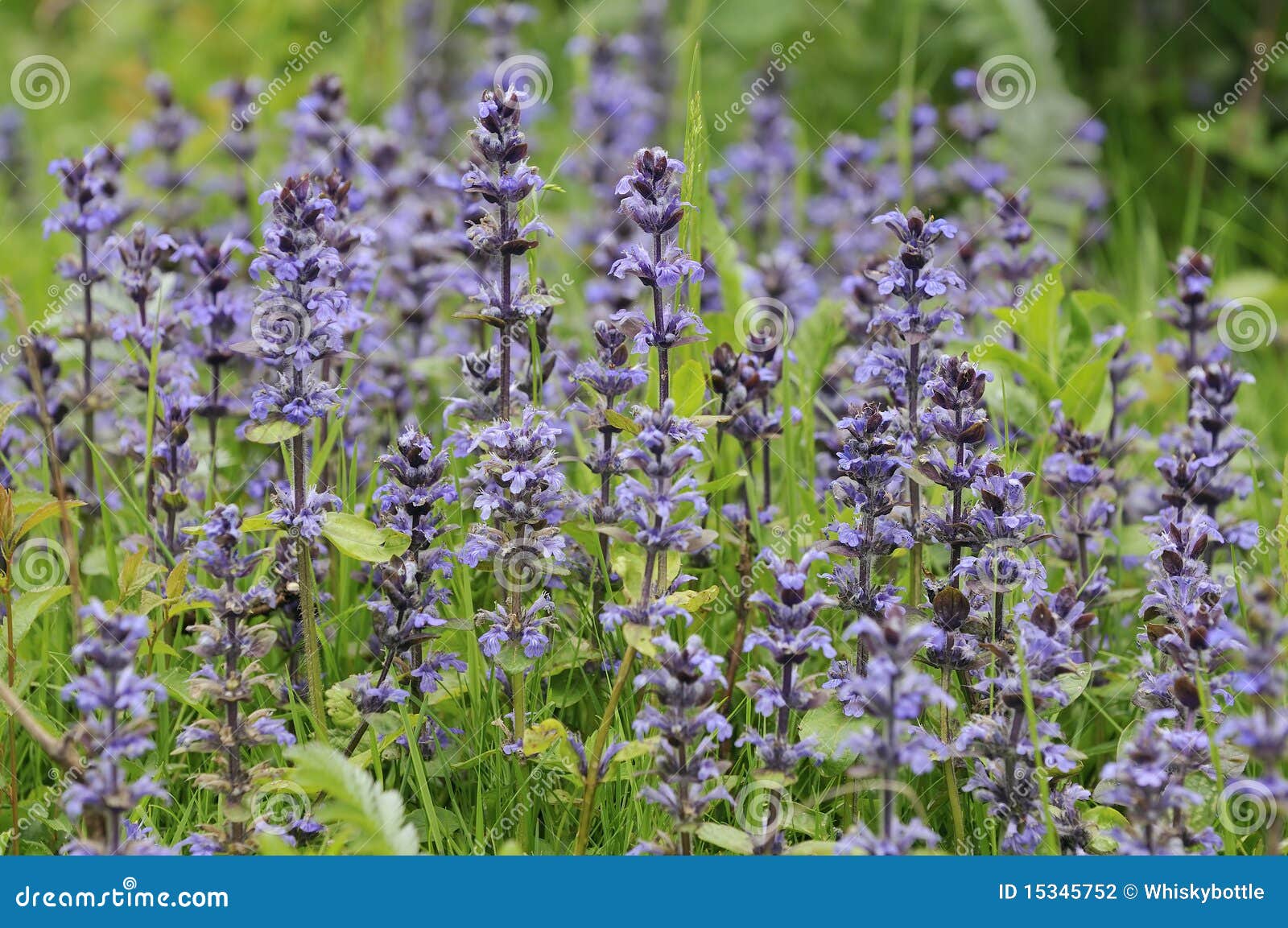 Bugle - Ajuga reptans stock photo. Image of horizontal - 15345752
