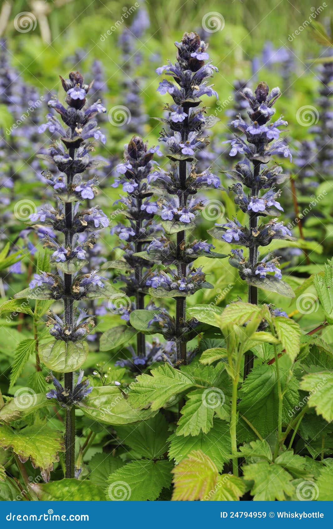 Ajuga Reptans, Bugle, Blue Bugle, Bugleherb, Bugleweed, Carpetweed ...